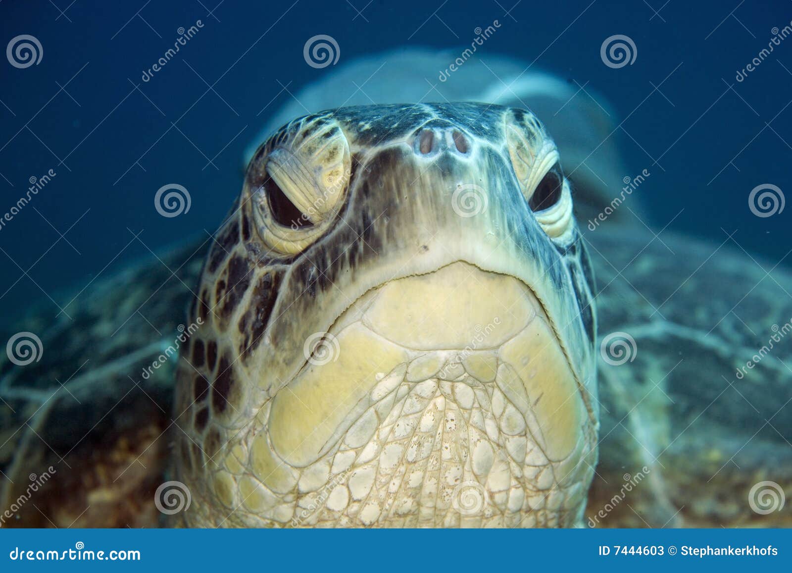 Male green turtle stock image. Image of aquatic, turtle - 7444603