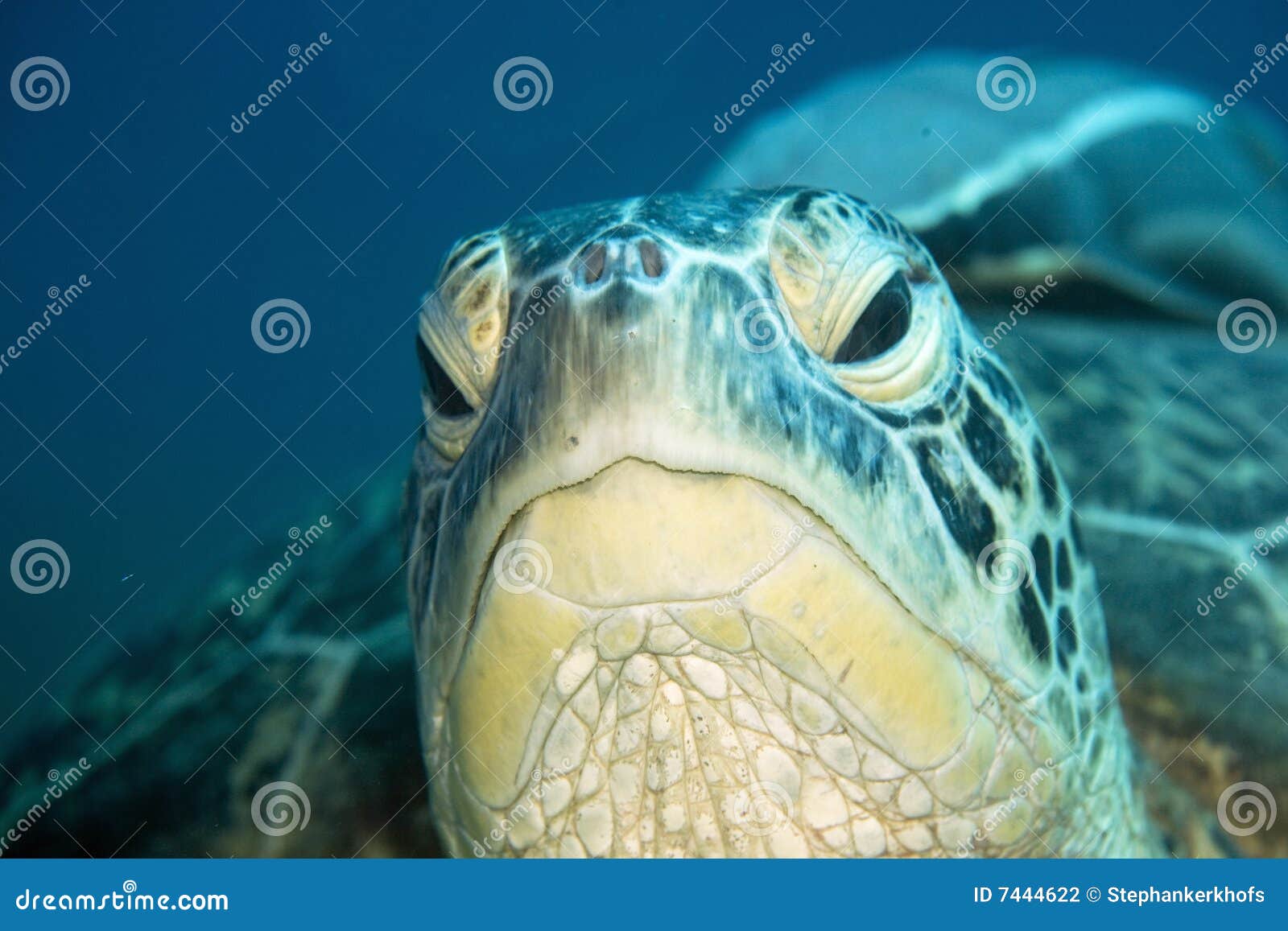 Male green turtle stock photo. Image of fish, marine, aquatic - 7444622