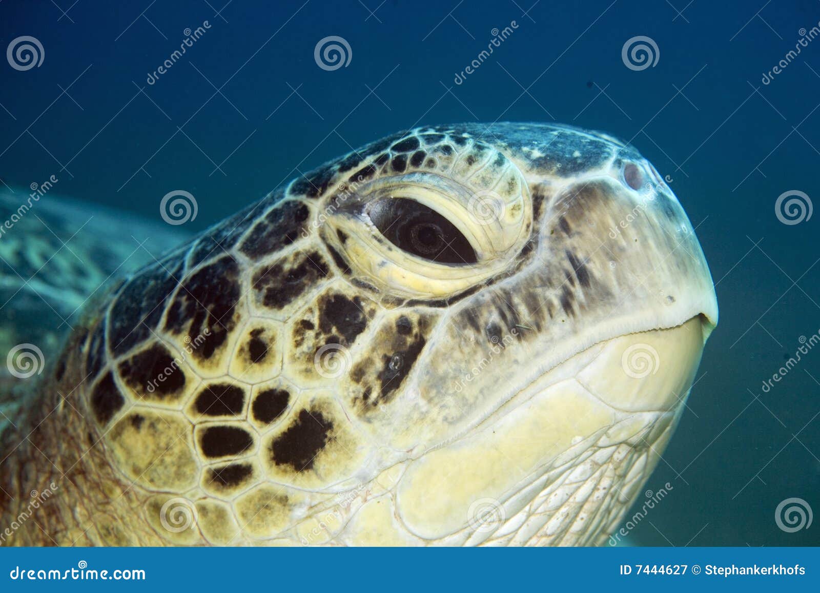 Male green turtle stock image. Image of tropical, saltwater - 7444627