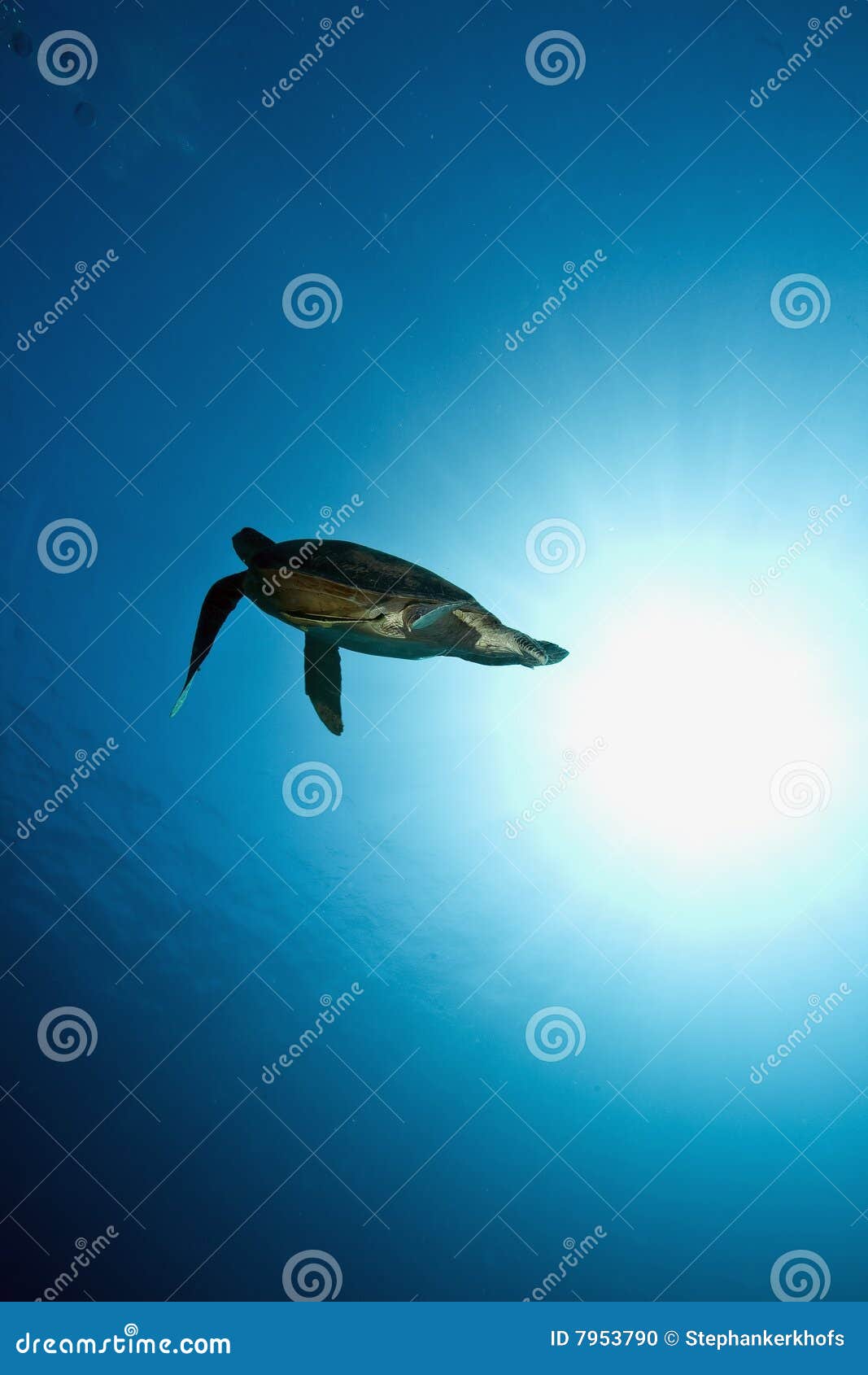 Male green turtle stock photo. Image of coral, water, aquatic - 7953790