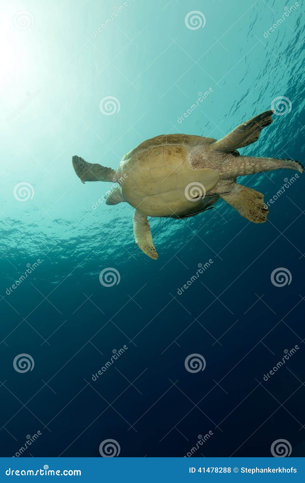 Male Green Turtle in the Red Sea. Stock Photo - Image of seascape, male ...
