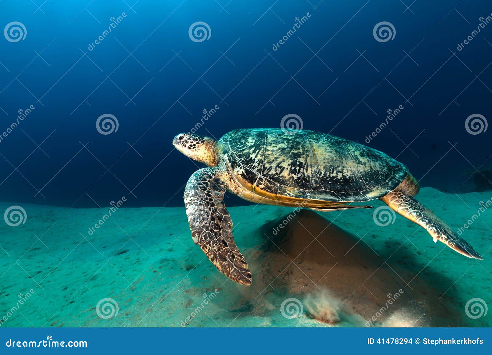 Male Green Turtle in the Red Sea. Stock Photo - Image of aqua ...