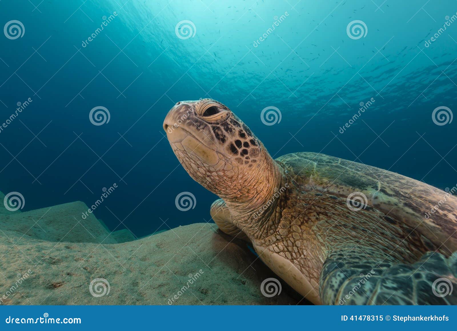 Male Green Turtle in the Red Sea. Stock Image - Image of aquatic ...