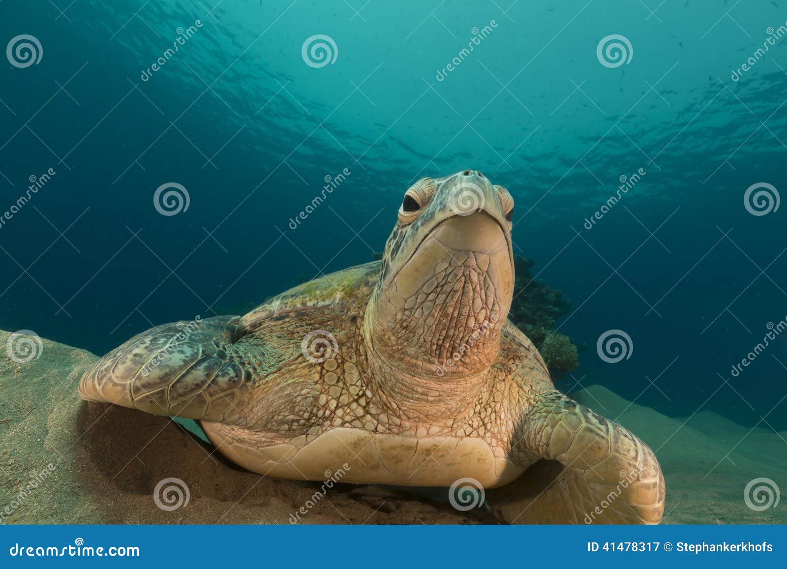 Male Green Turtle in the Red Sea. Stock Image - Image of atlantic, male ...
