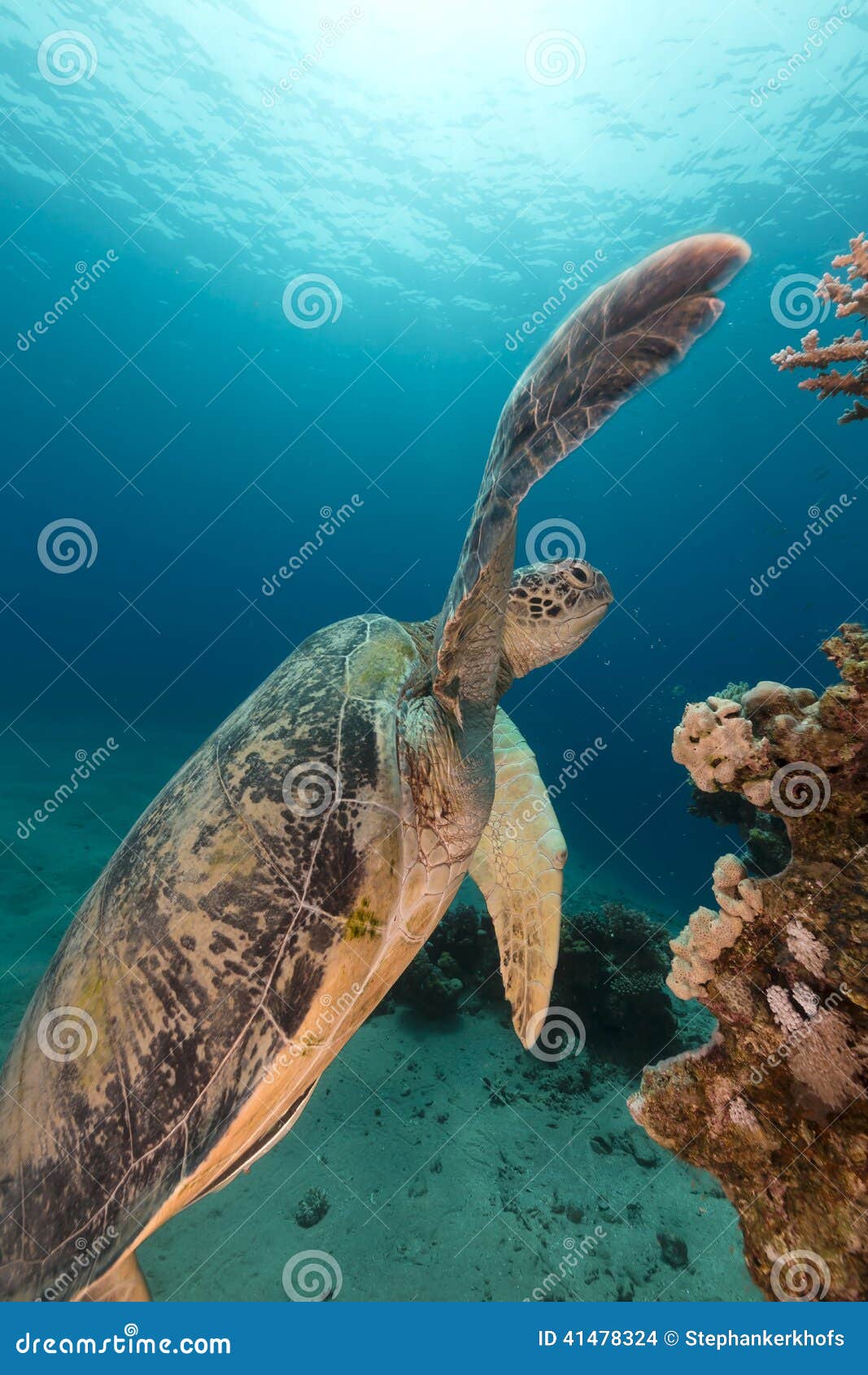 Male Green Turtle in the Red Sea. Stock Photo - Image of beneath ...