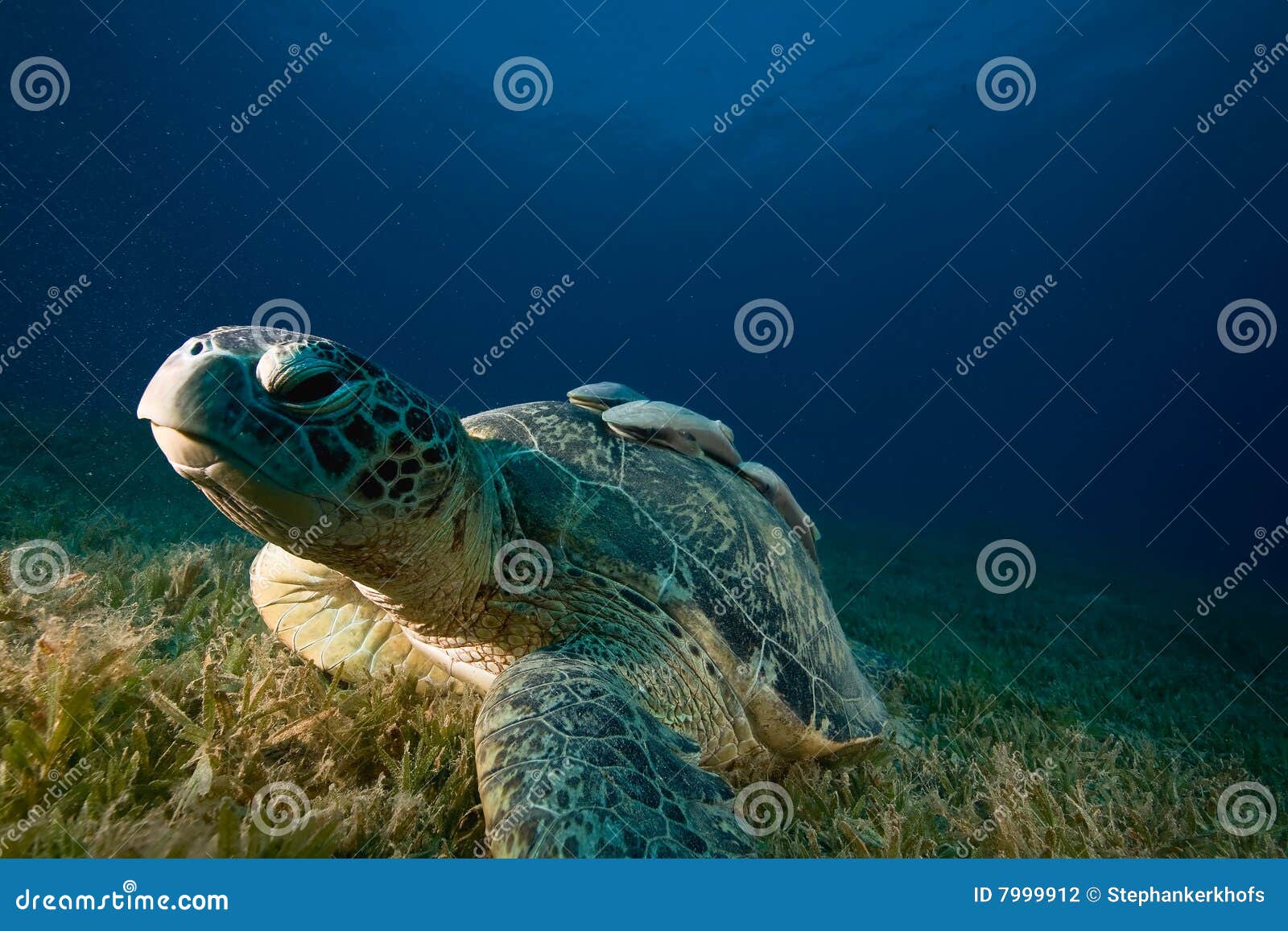 Male Green Turtle and Remora Stock Photo - Image of sunbeam, black: 7999912