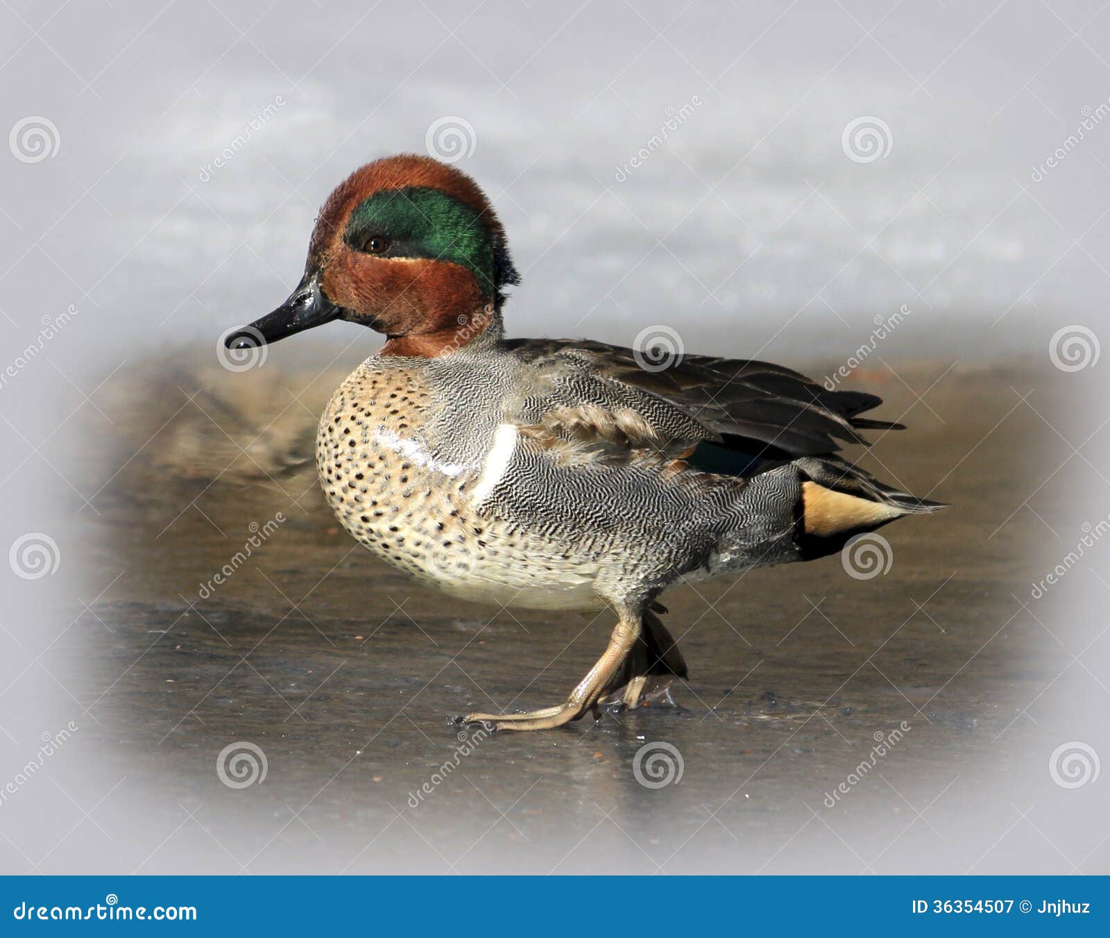 Male Teal Duck
