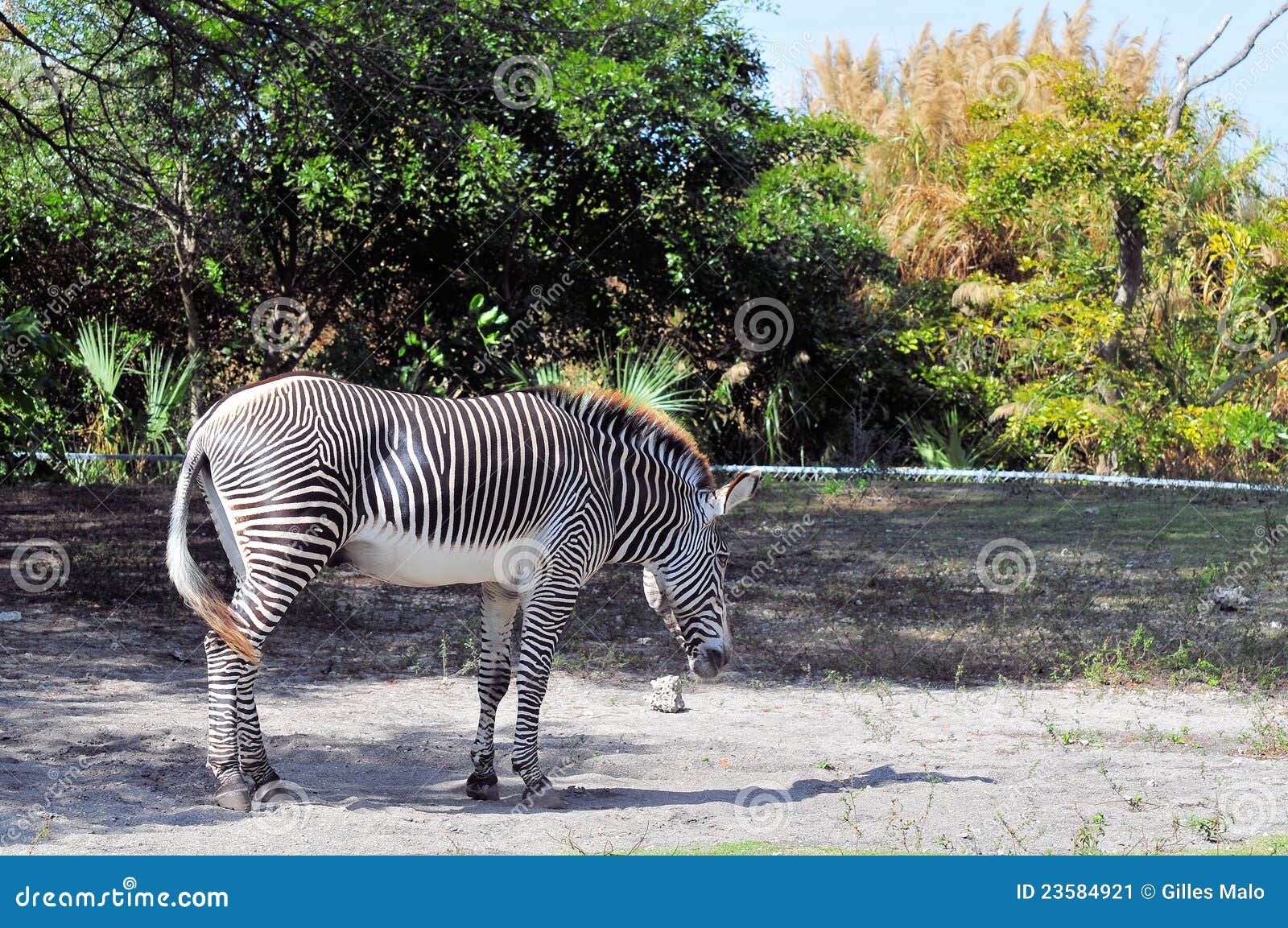 Male Grevy s Zebra stock image. Image of stripes, south - 23584921