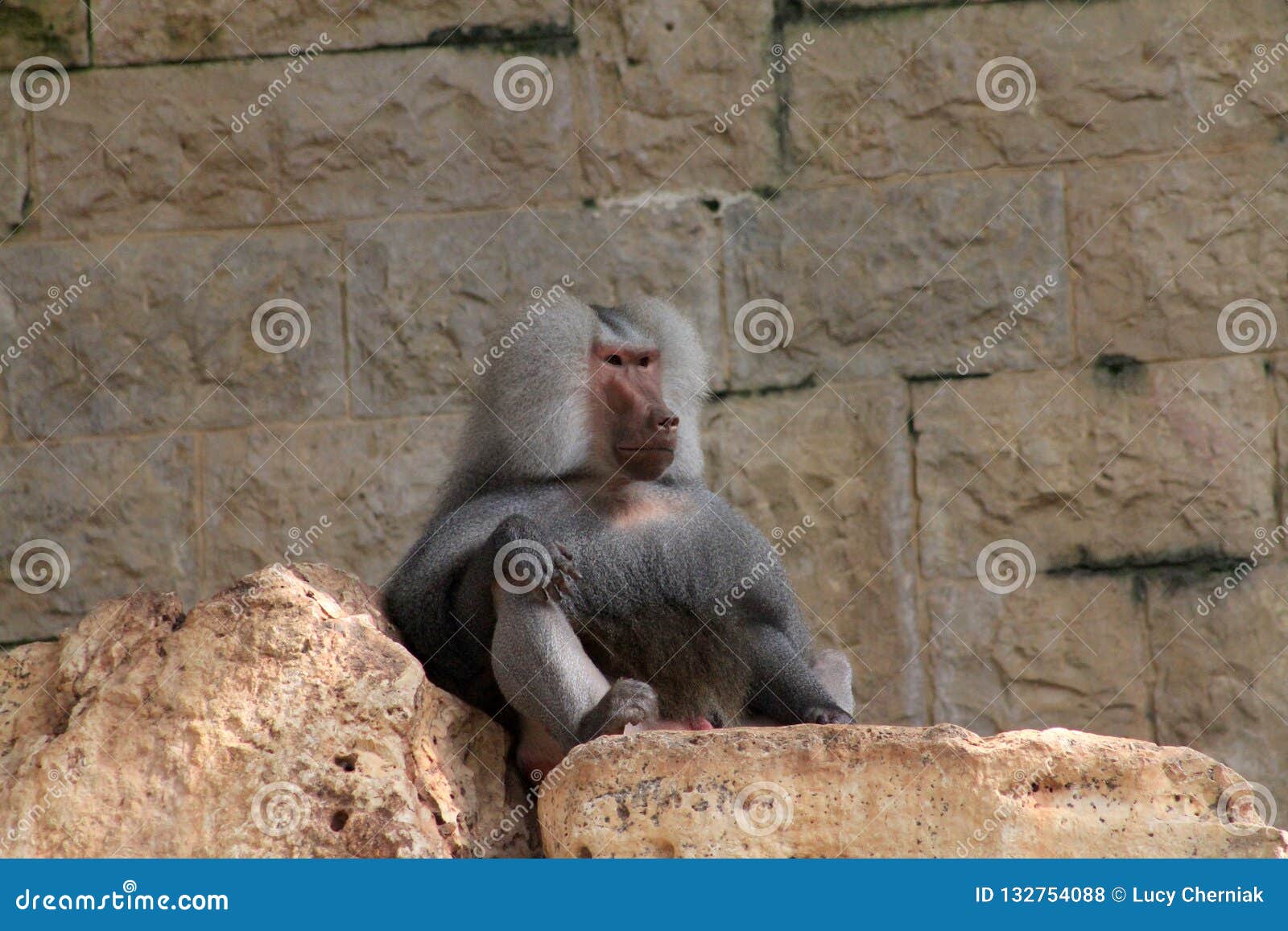 Baboon stock photo. Image of wall, fauna, stone, male - 132754088