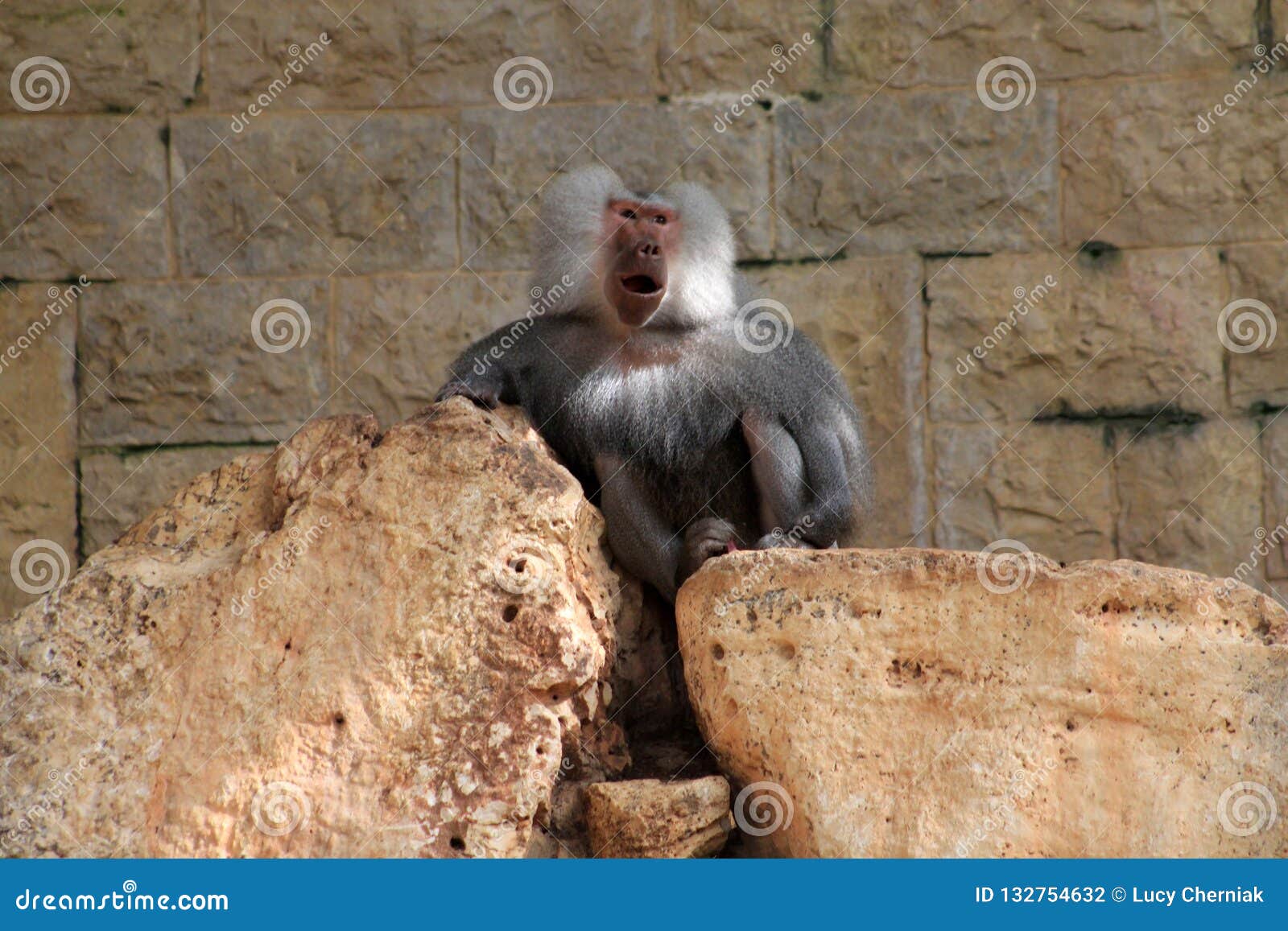 Baboon stock photo. Image of male, mammal, rock, baboon - 132754632