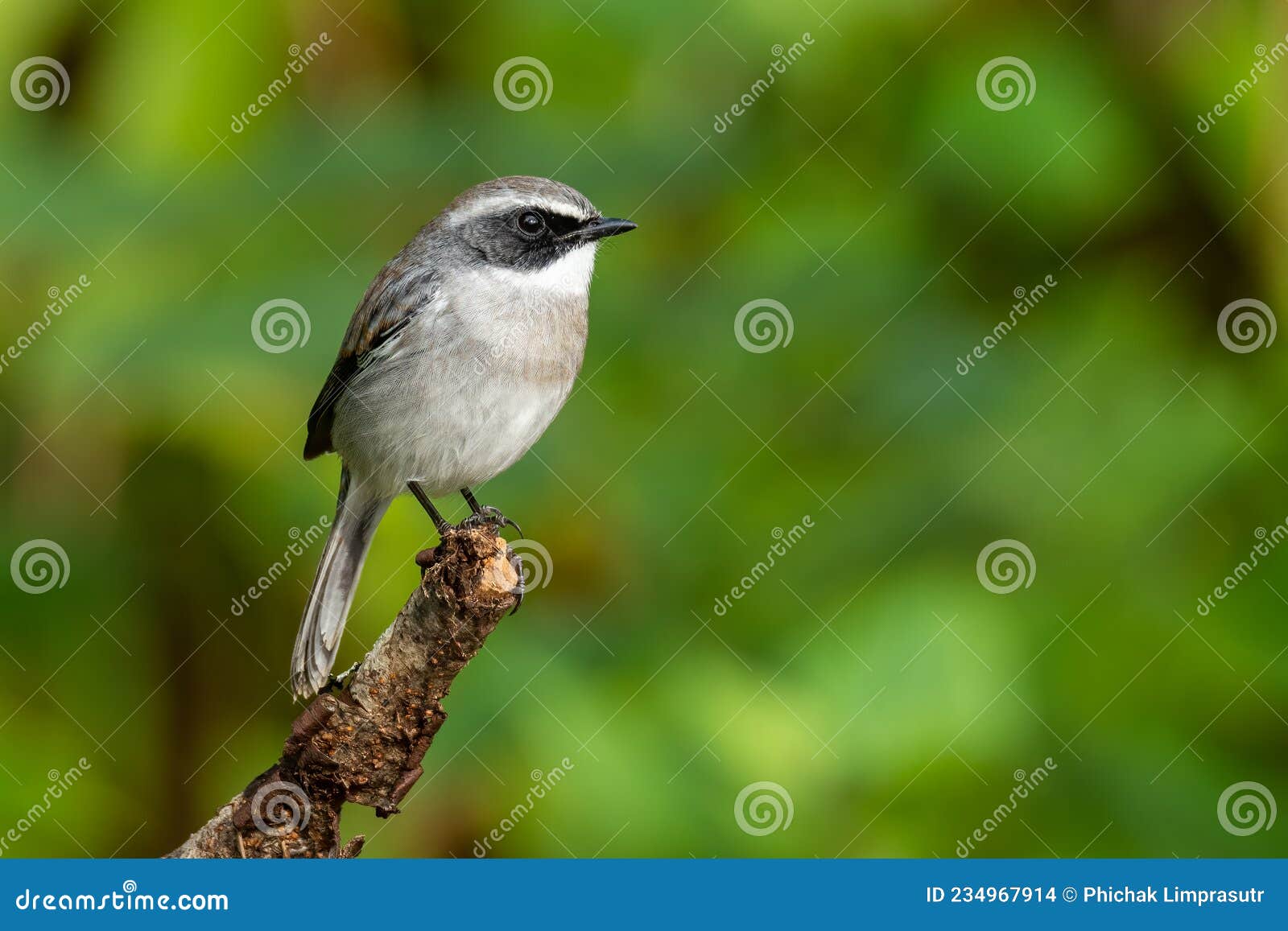 Male Grey Fronted Green Pigeon Or Pompadour Green Pigeon, Treron ...
