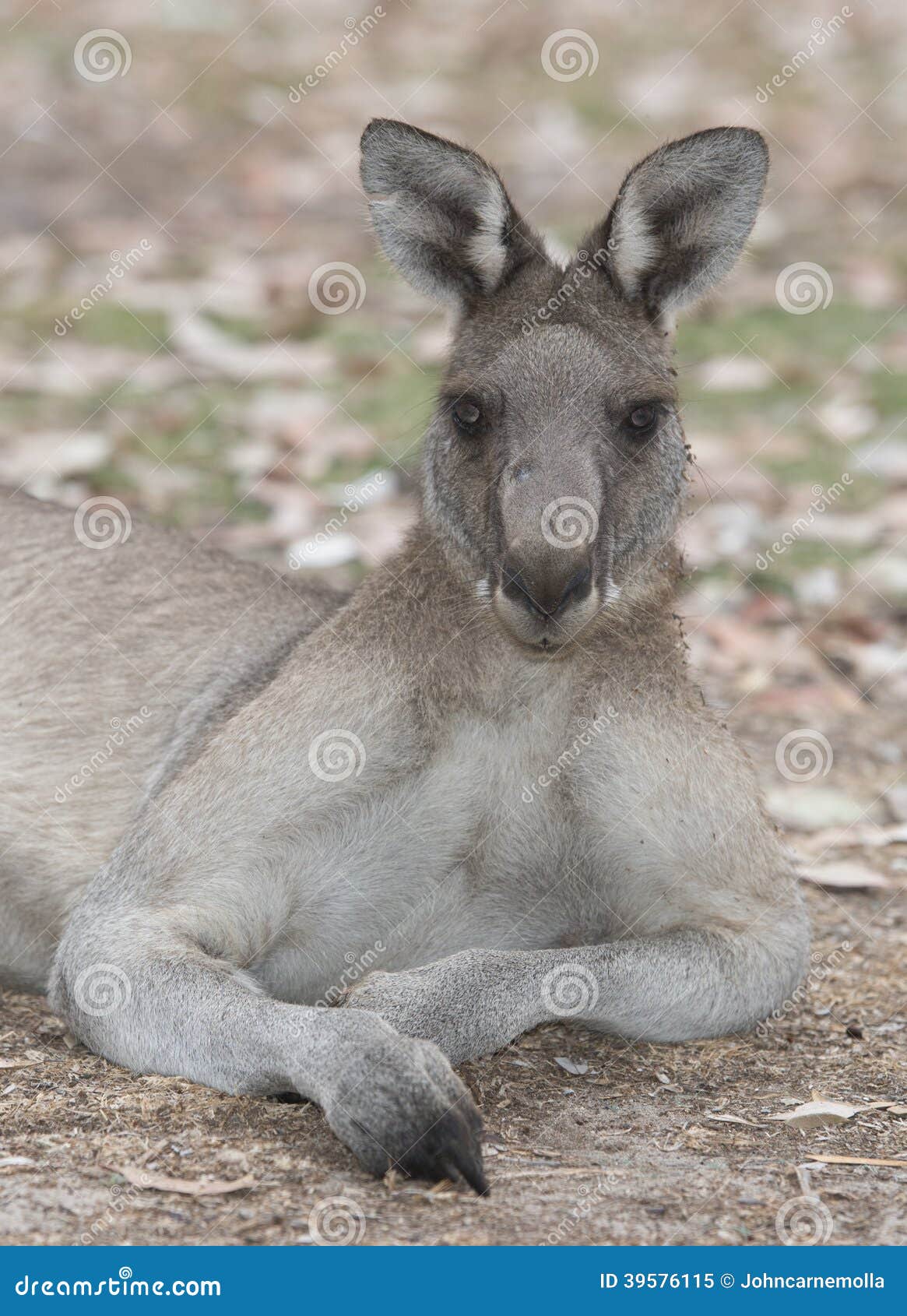 Male grey kangaroo stock image. Image of wildlife, outback - 39576115