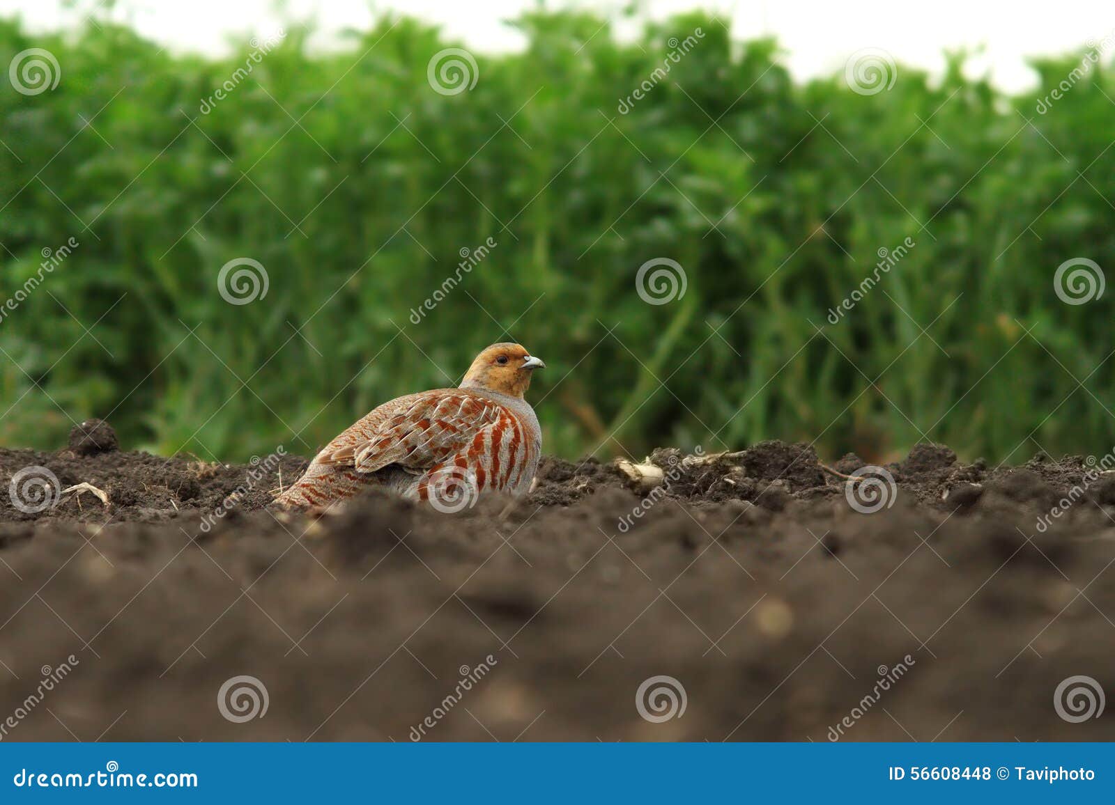 Male grey partridge stock photo. Image of grass, green - 56608448
