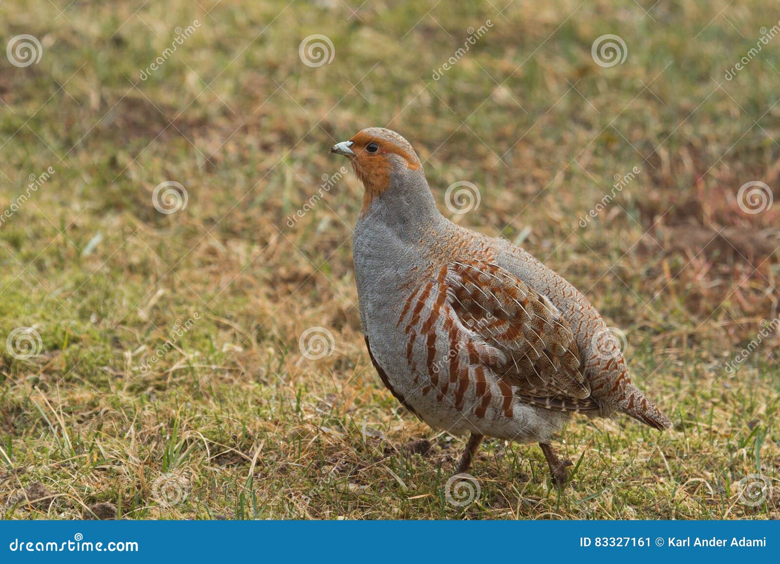Male Grey partridge stock image. Image of wild, beautiful - 83327161