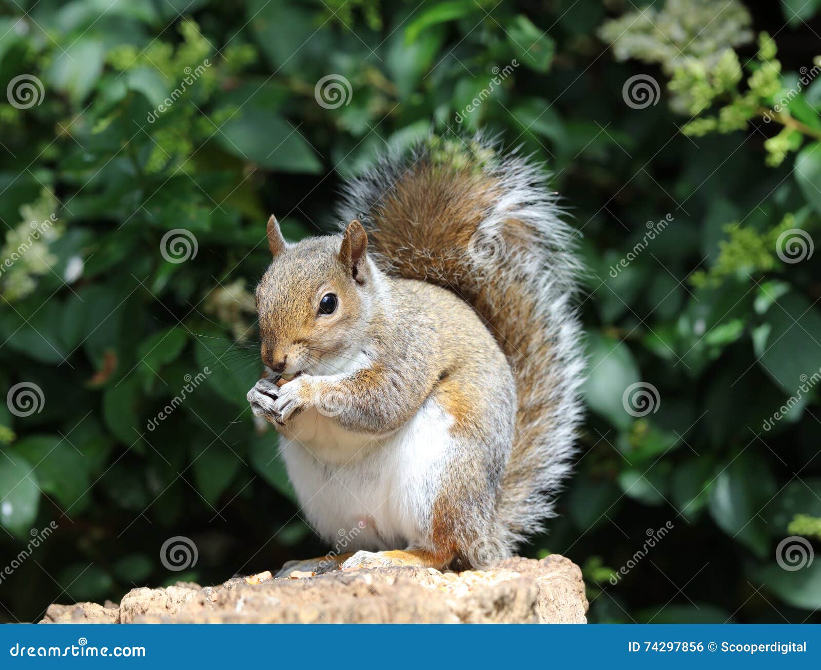 Male Grey Squirrel stock photo. Image of white, wildlife - 74297856