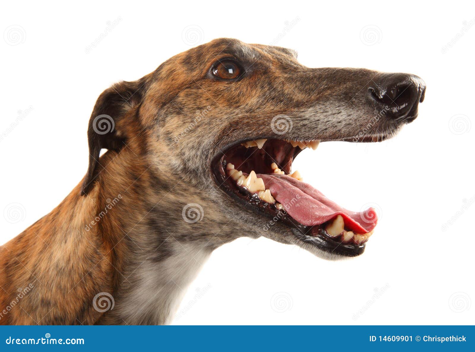 Male Greyhound stock image. Image of dogs, breed, pedigree - 14609901