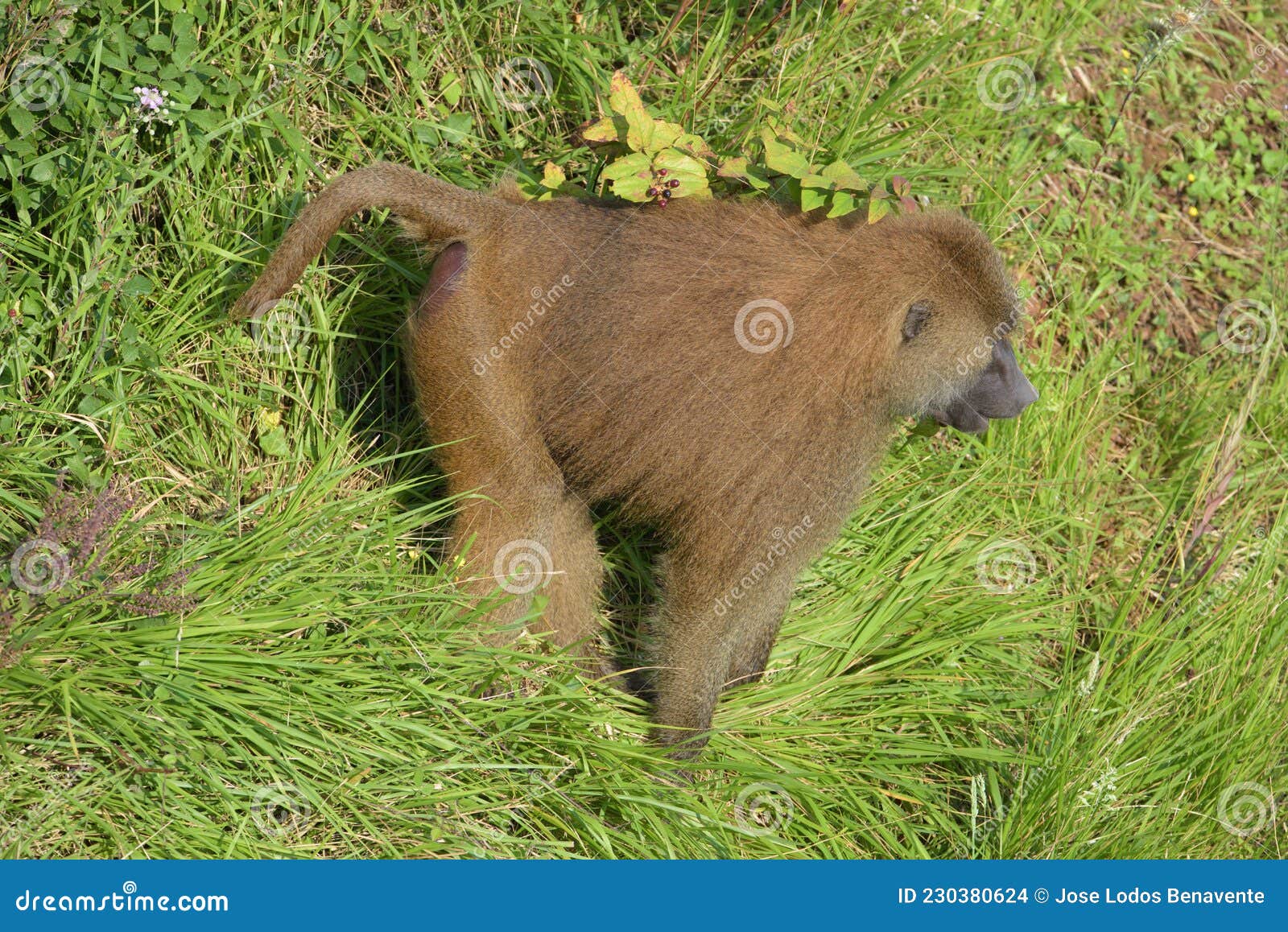 Male Guinea Baboon Profile with High Grass. Stock Photo - Image of ...