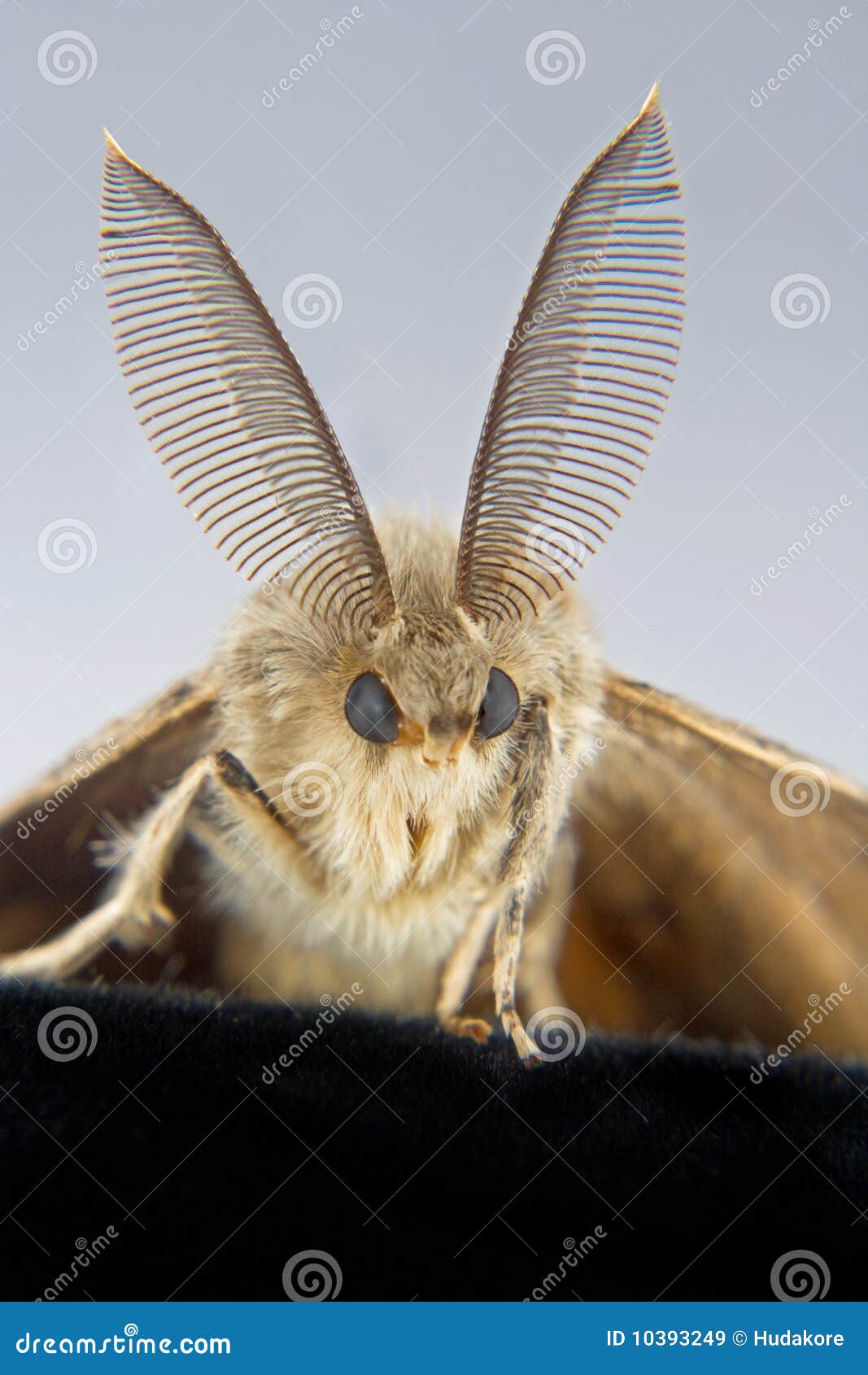 A male gypsy moth close-up stock image. Image of antenna - 10393249