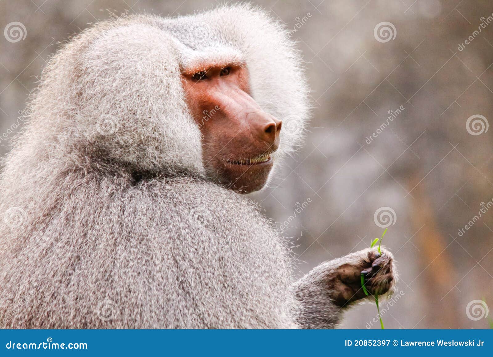 Male Hamadryas Baboon Eating Stock Image - Image of beautiful, nature ...