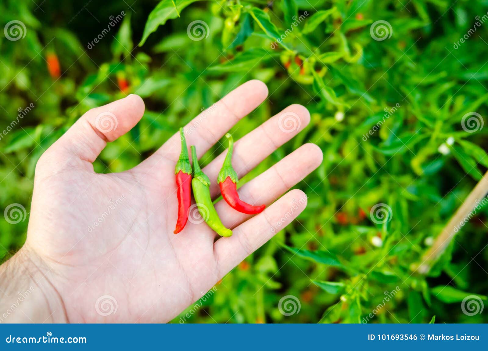 Cutting Chilli Peppers stock photo. Image of farmer - 101693546