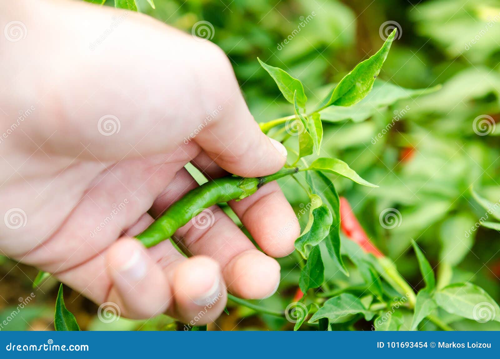 Cutting Chilli Peppers stock photo. Image of small, farm - 101693454