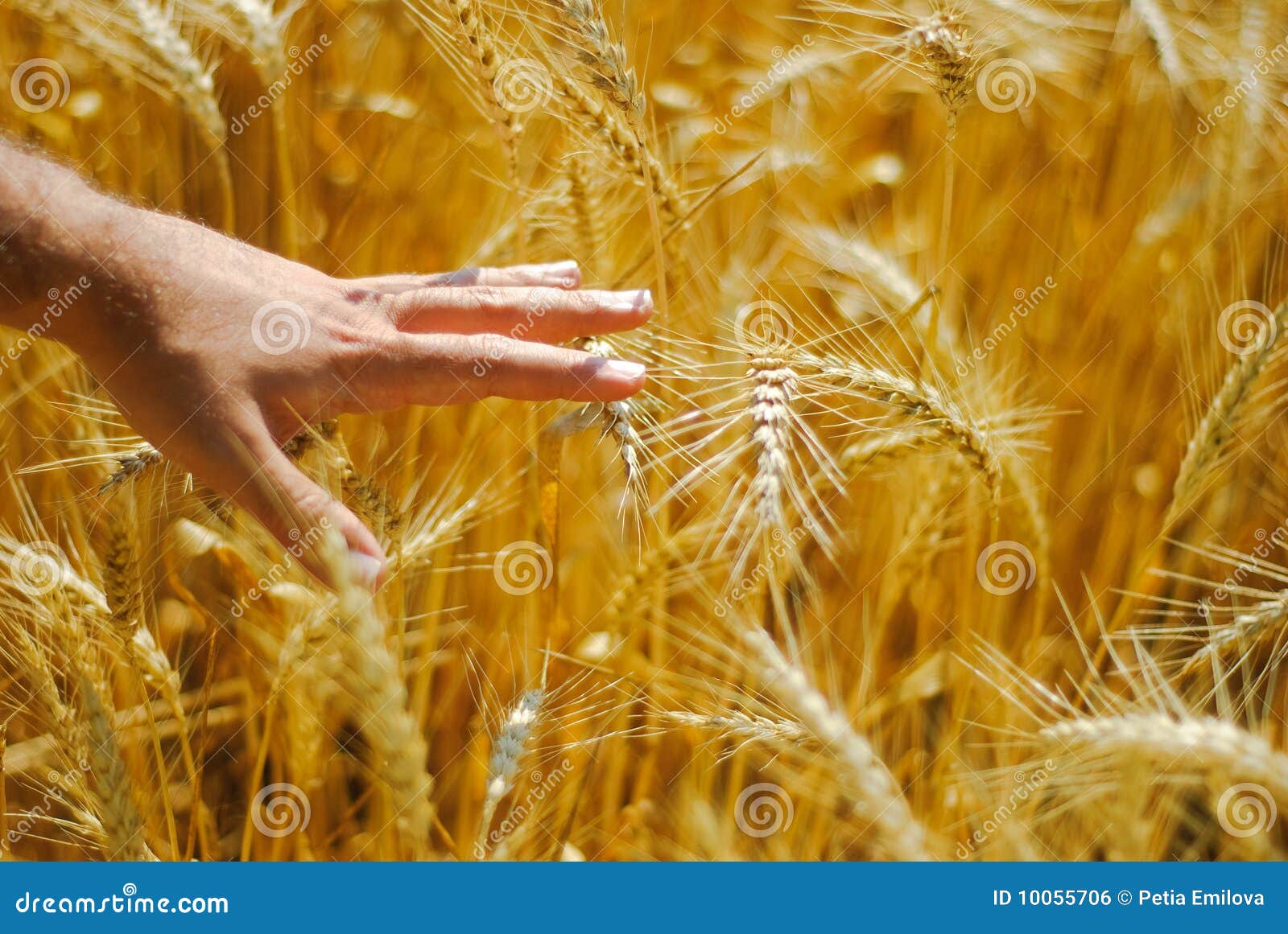 Male hand in corn-field stock photo. Image of rural, lovely - 10055706