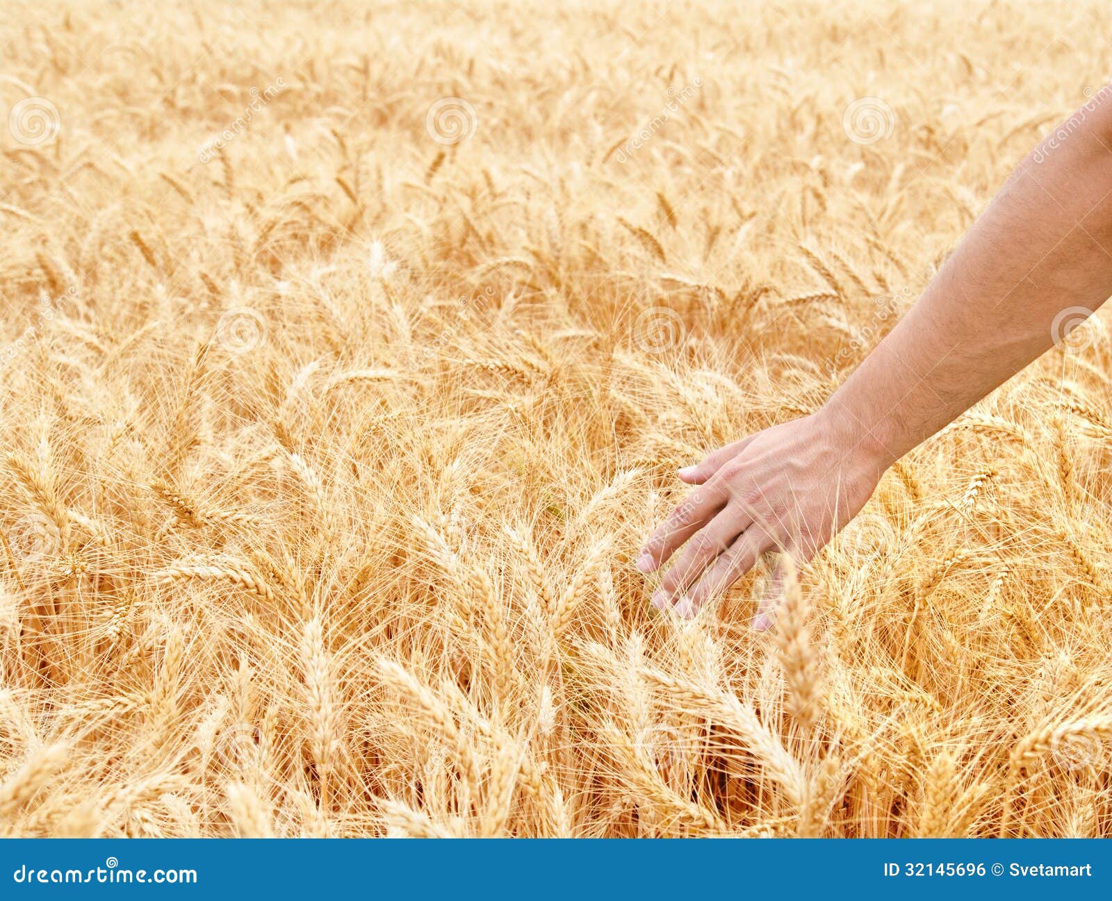 Male Hand in Gold Wheat Field Stock Photo - Image of outdoors, human ...