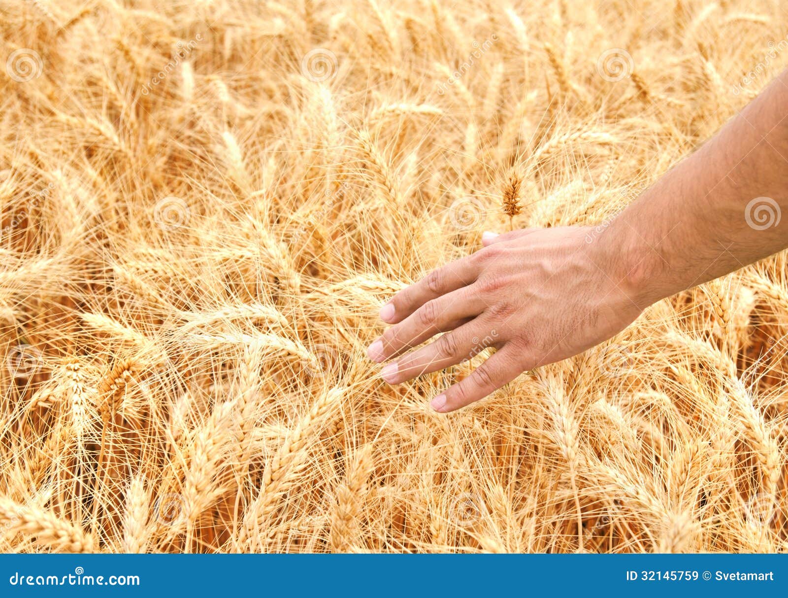 Male Hand in Gold Wheat Field Stock Image - Image of human, barley ...