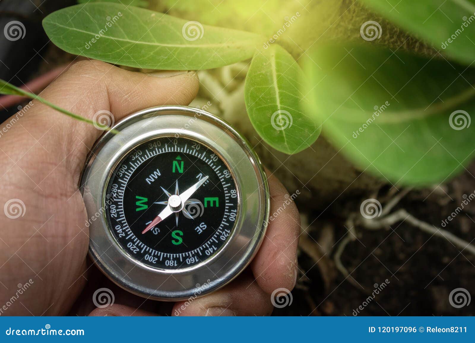 Compass in the forest. stock photo. Image of guidance - 120197096