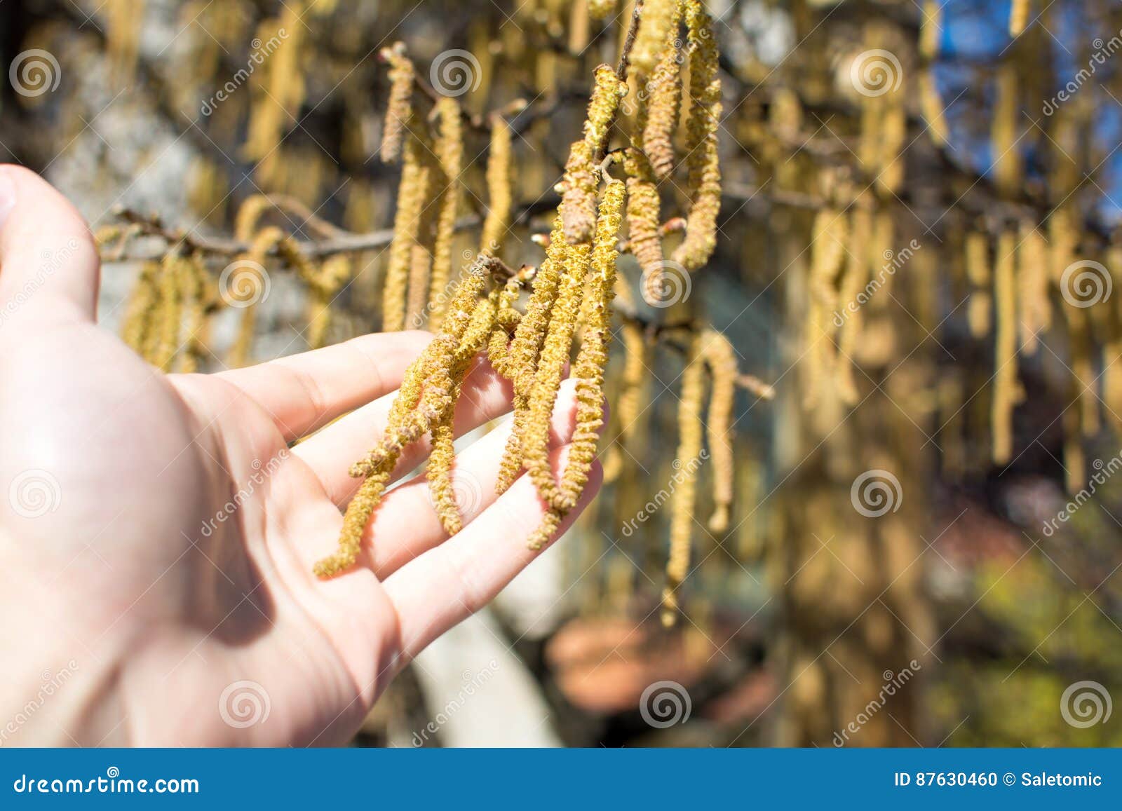 Male Hand Holding Hazelnut Catkins Stock Photo - Image of hazelnut ...