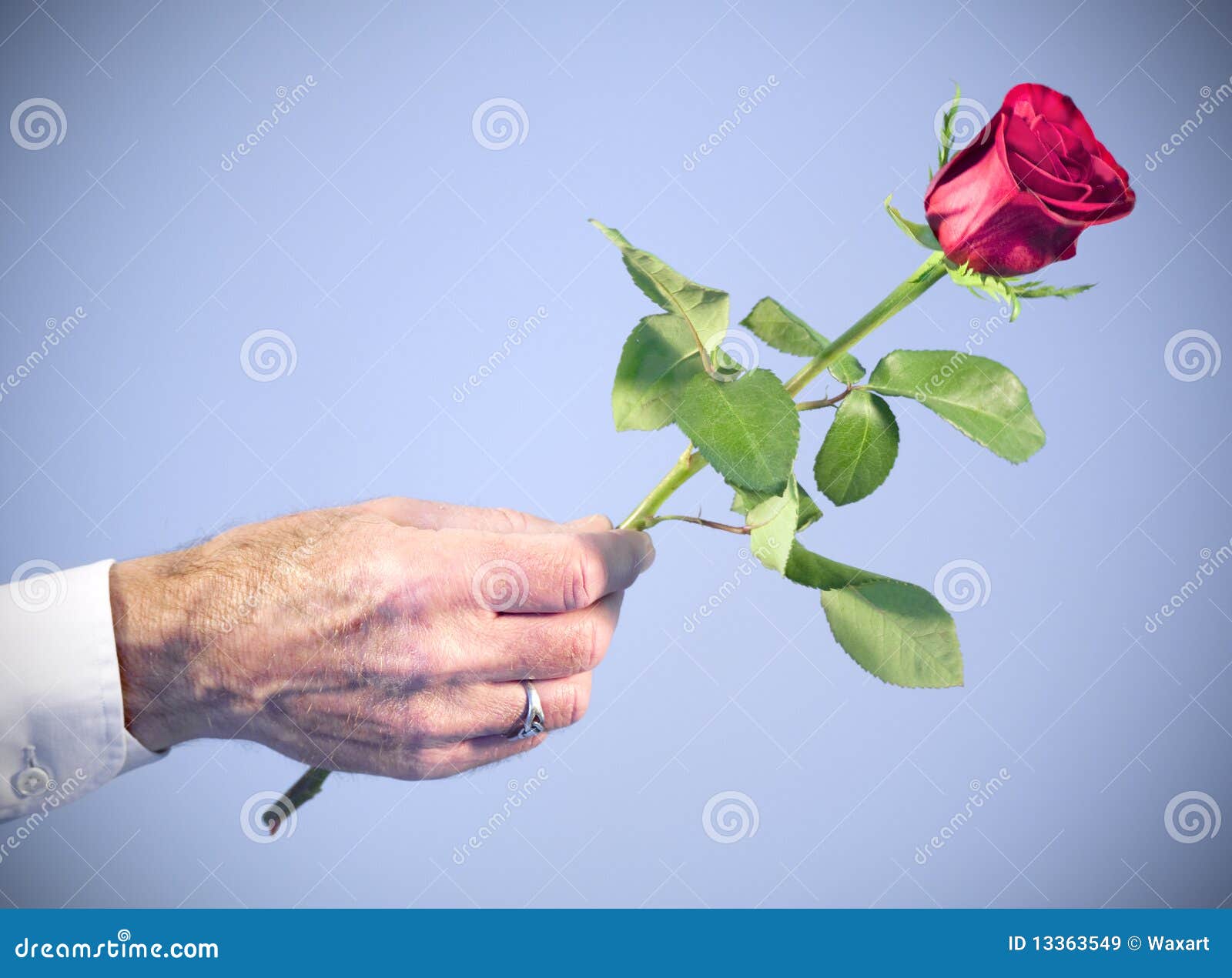 Man Hand Holding Rose