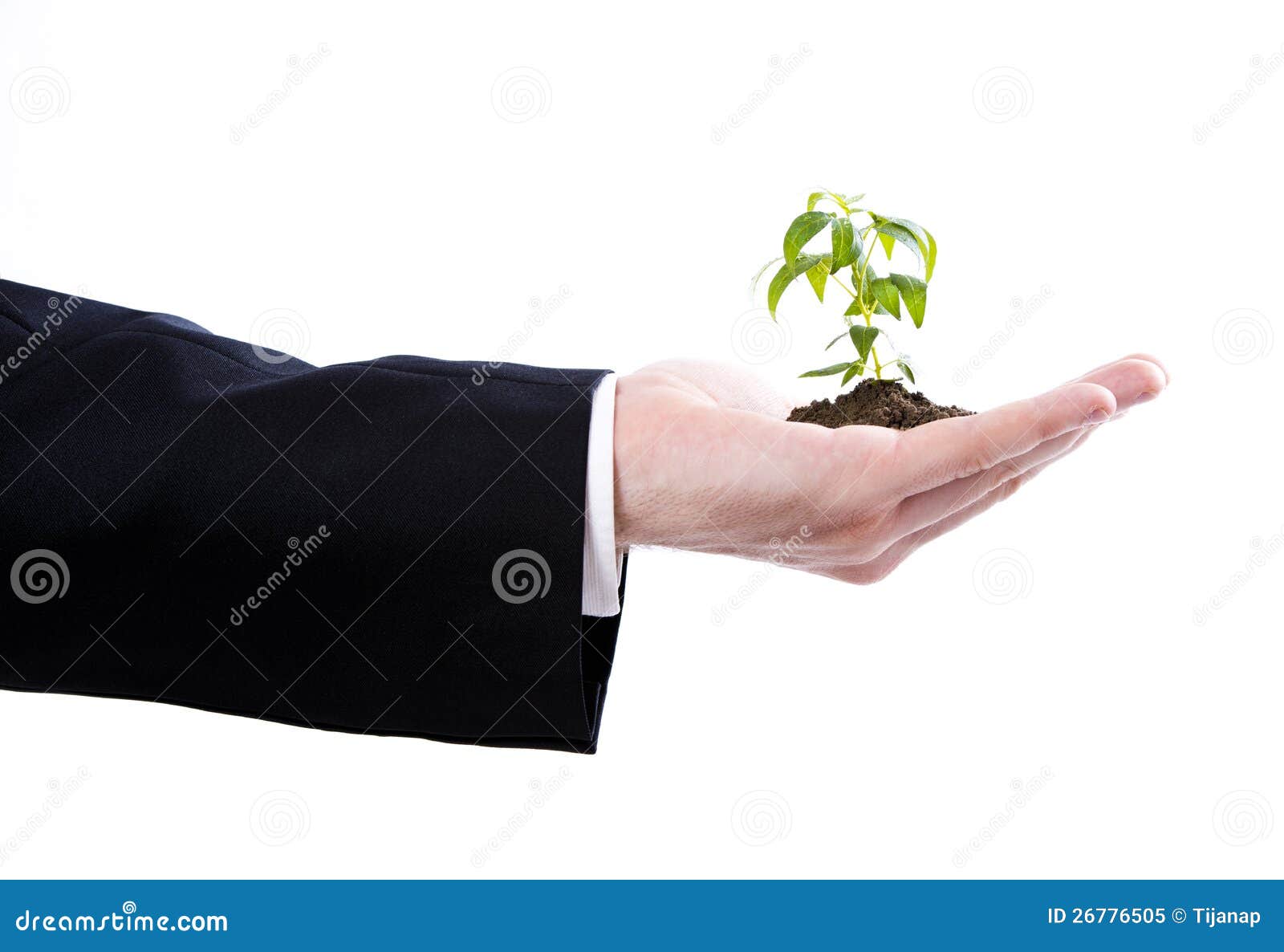 Male hand holding plant stock image. Image of fingers - 26776505