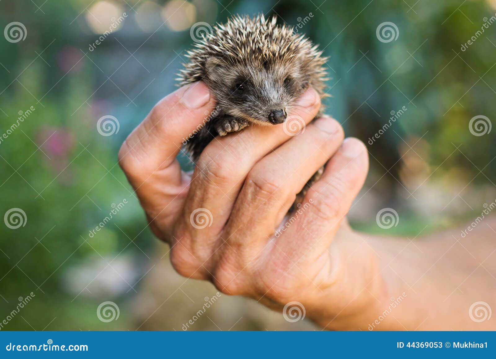 Male Hand Holding a Small Hedgehog Stock Image - Image of cute, hands ...