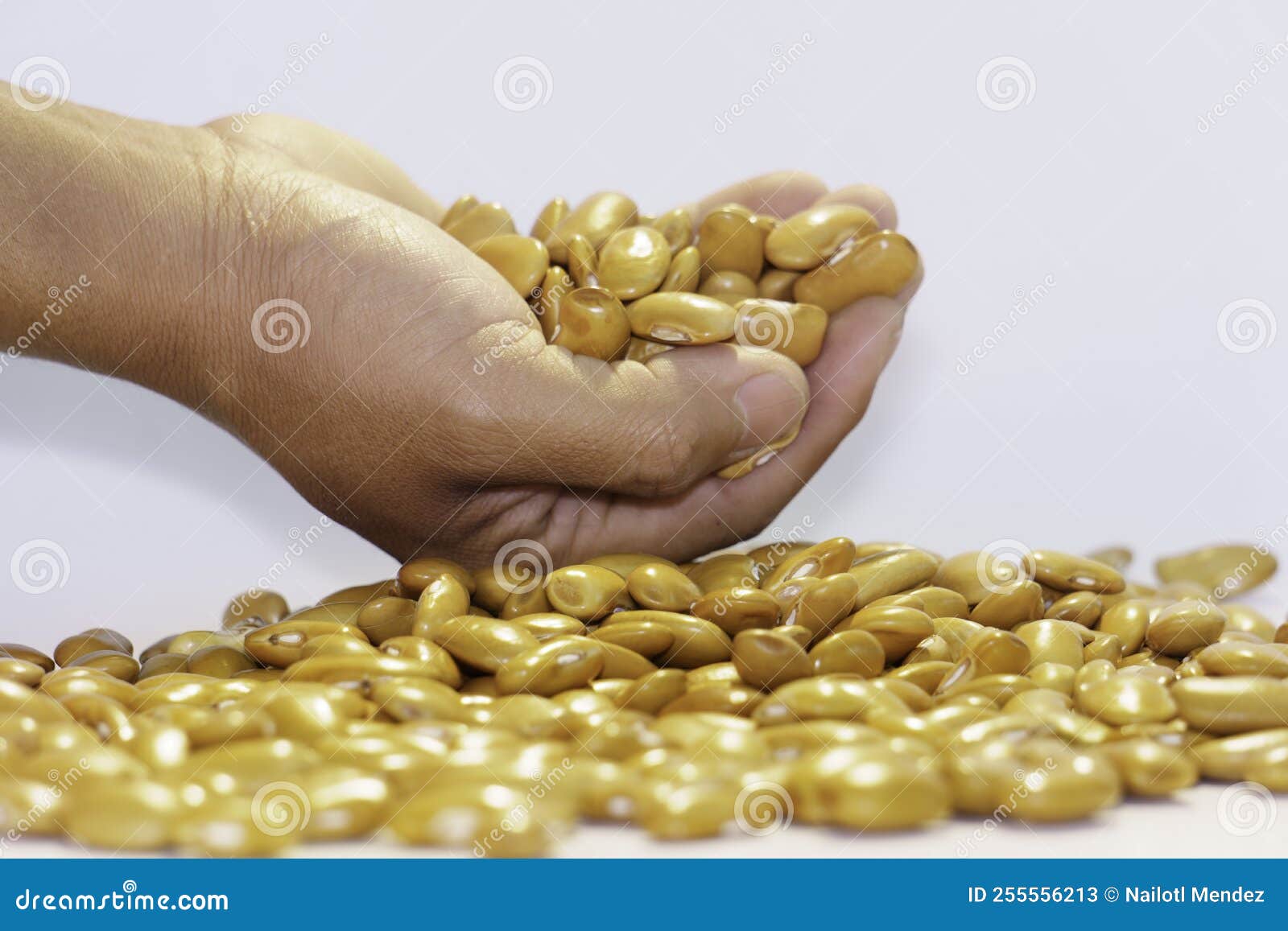 Male Hand Holding Yellow Beans Stock Image - Image of protein ...