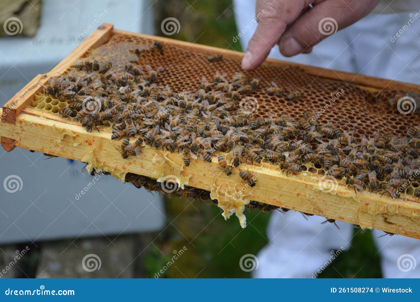 Male Hand Pointing at a Large Number of Bees in a Hive Stock Photo ...