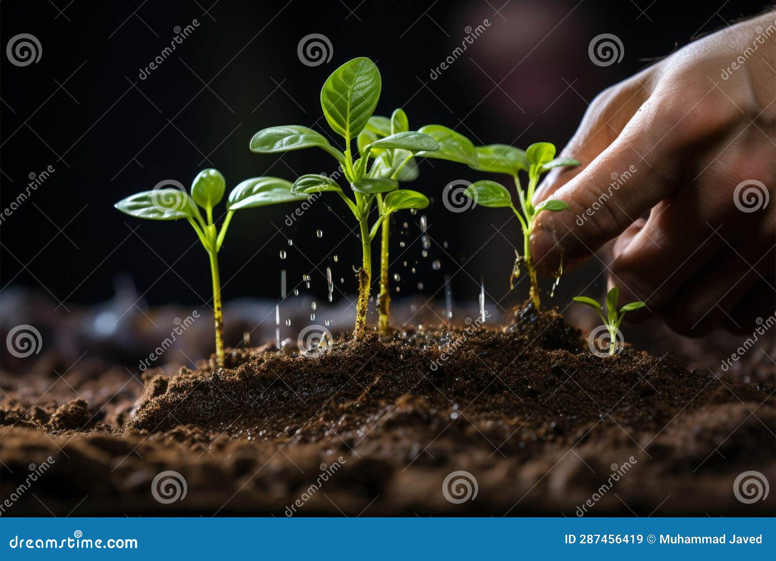 Male Hand Seeding for Planting Stock Illustration - Illustration of ...