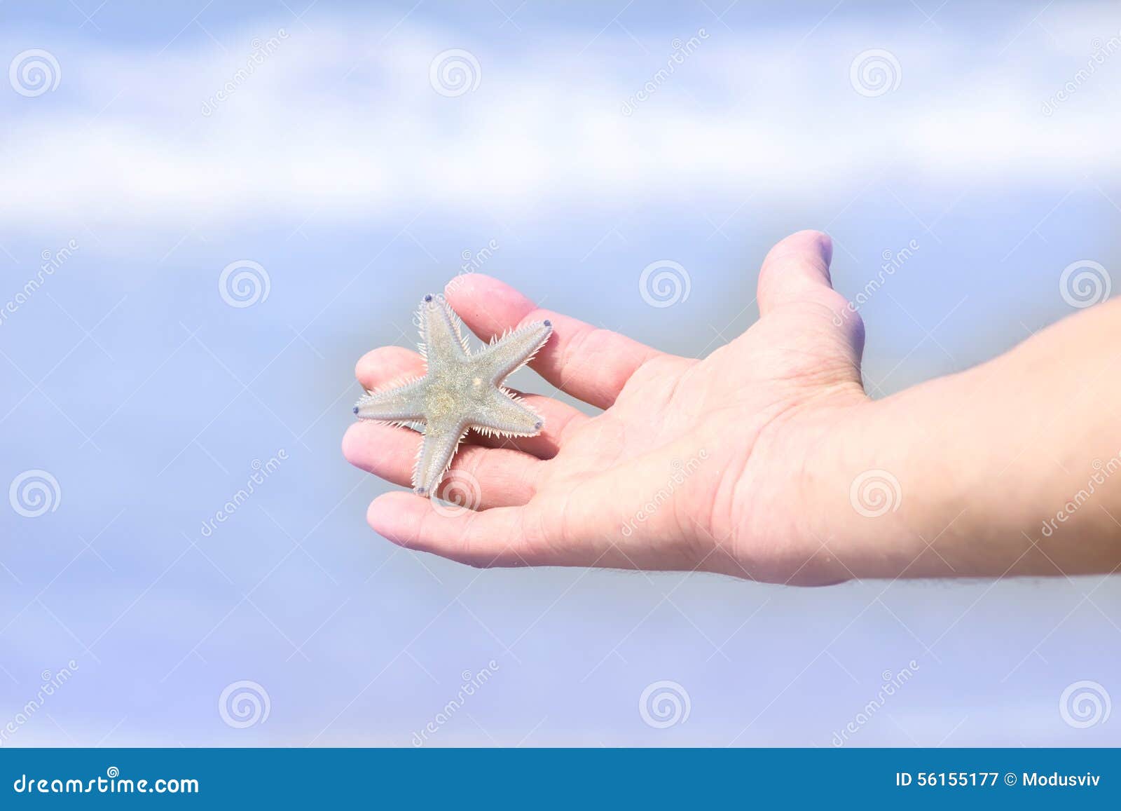 Male hand with a starfish stock image. Image of starfish - 56155177