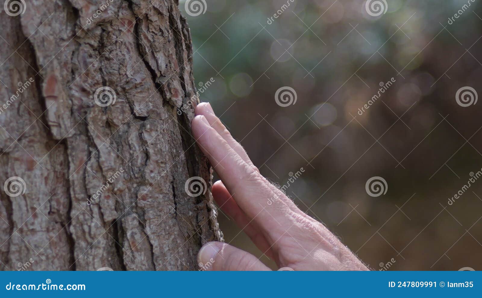 Hand Touching and Stroking the Bark of a Pine Tree Stock Video - Video ...