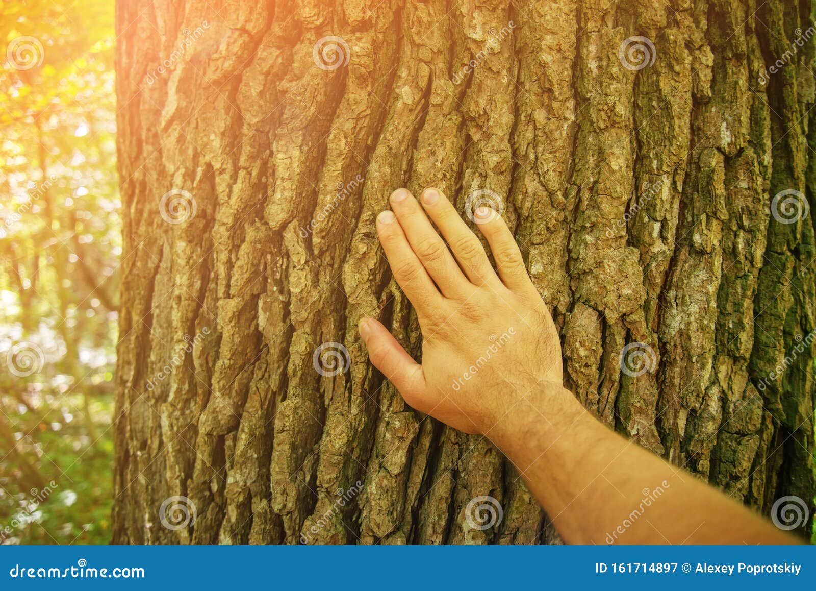 Male Hand on Tree Trunk in Forest. Stock Image - Image of scenery ...