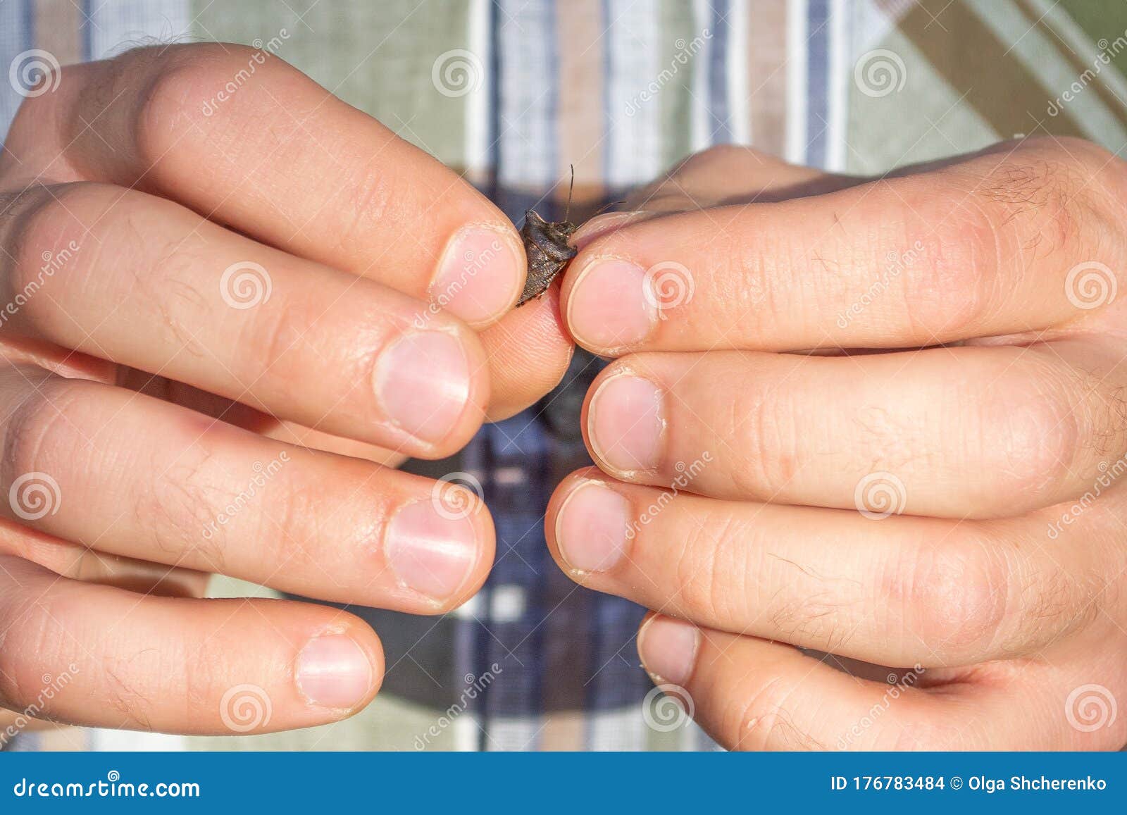 Male Hands Close-up. Small Insect in the Hand Stock Photo - Image of ...