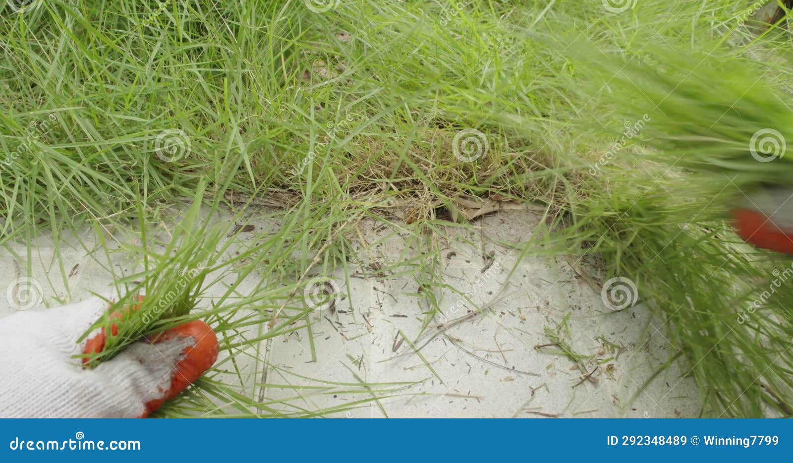 Male Hands with Gloves is Pulling Grass in Home Backyard. Stock Video ...
