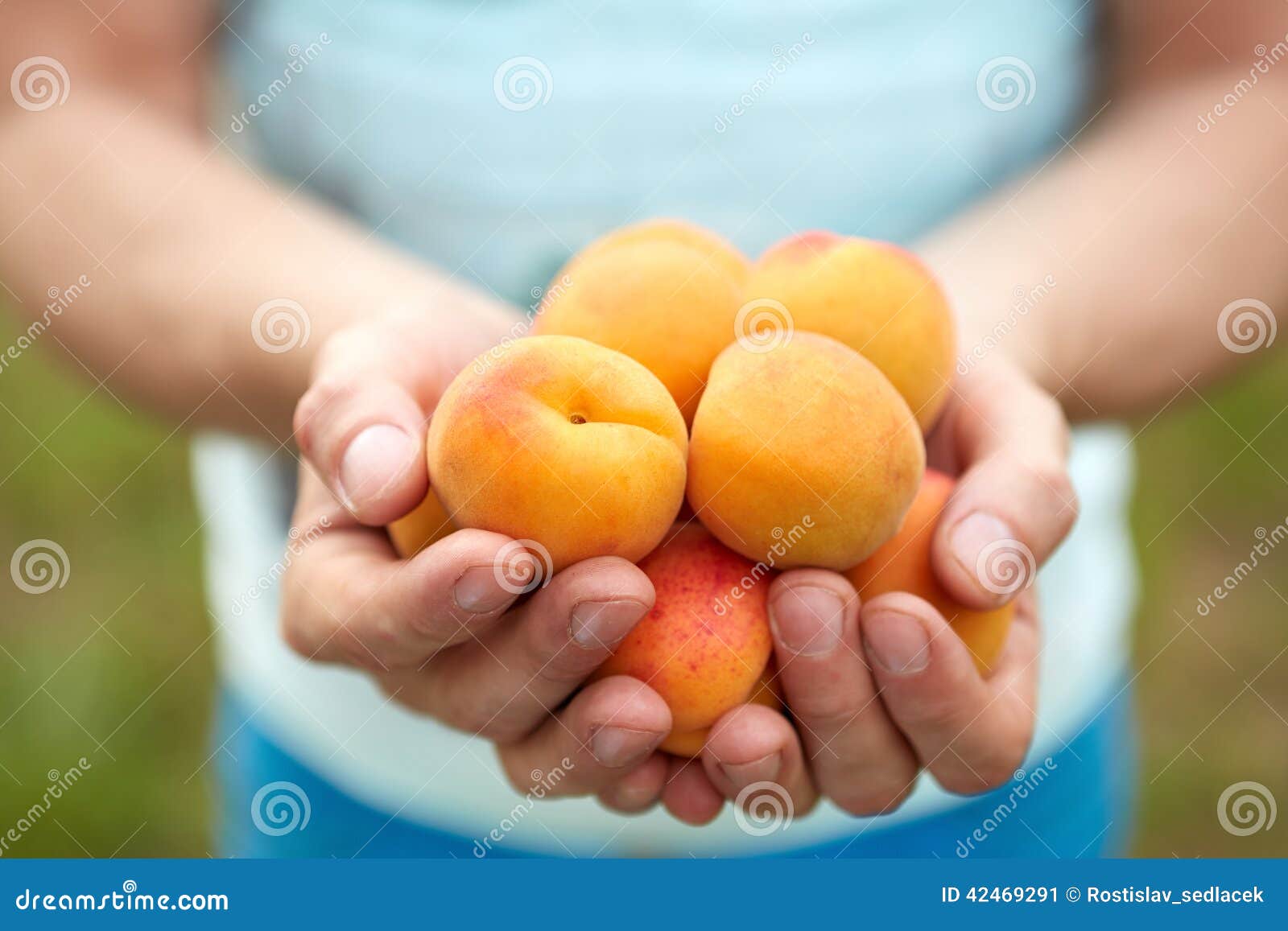 Male Hands Holding Apricots Stock Image - Image of garden, human: 42469291