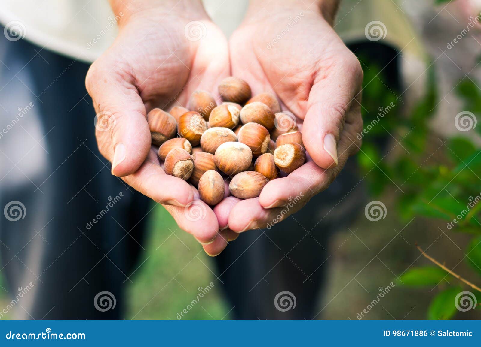 Male Hands Holding Bunch of Hazelnuts Stock Photo - Image of filbert ...