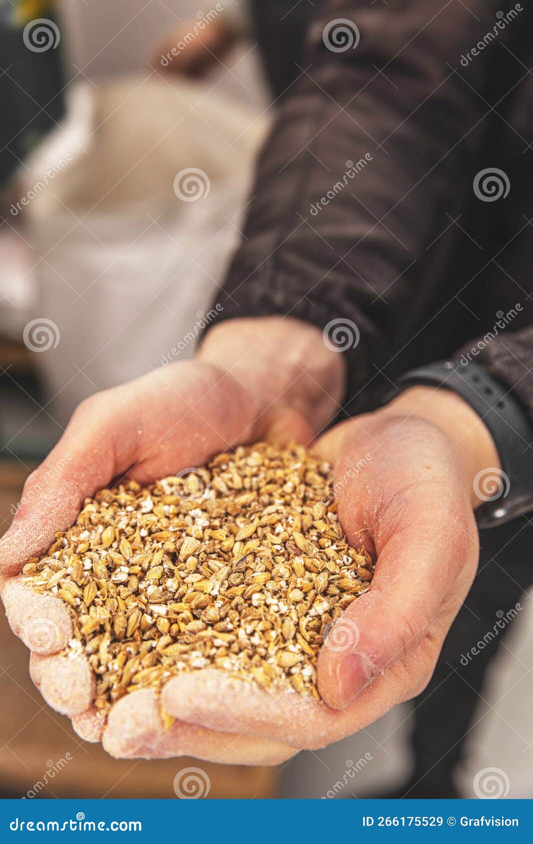 Male Hands Holding Grain of Barley Stock Image - Image of natural ...