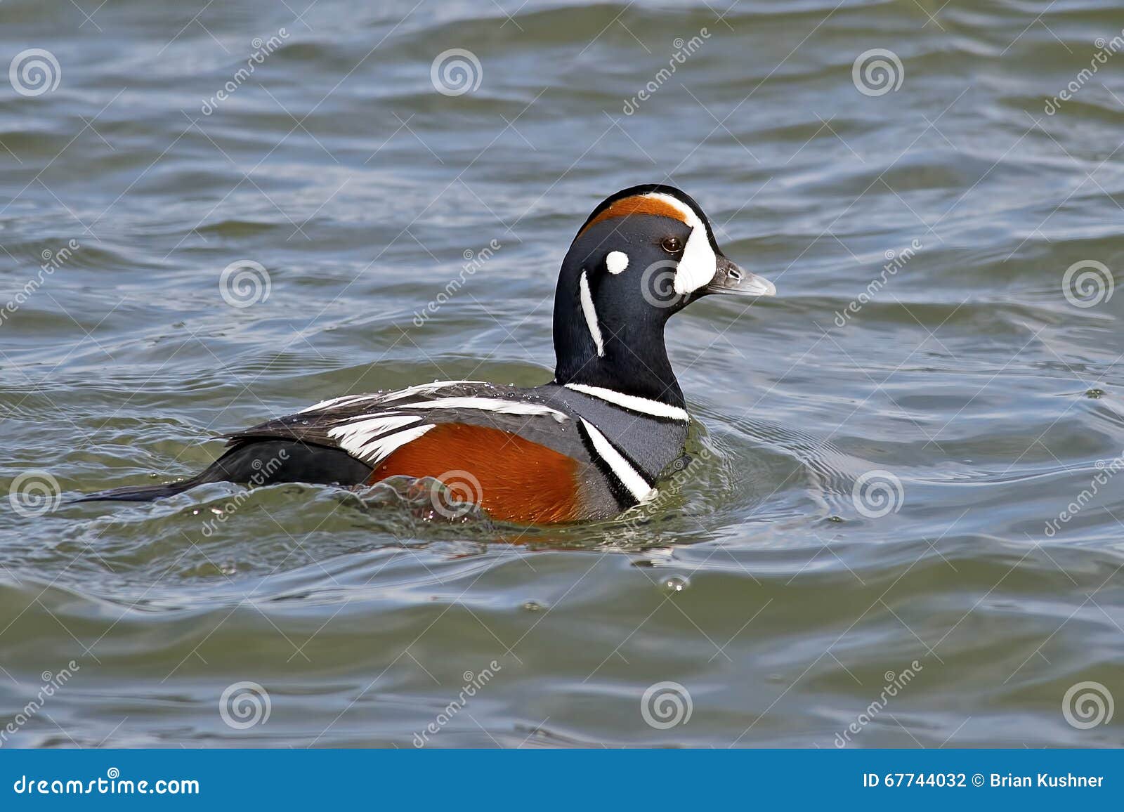 Harlequin Duck & X28;Histrionicus Histrionicus& X29; Iceland Royalty ...