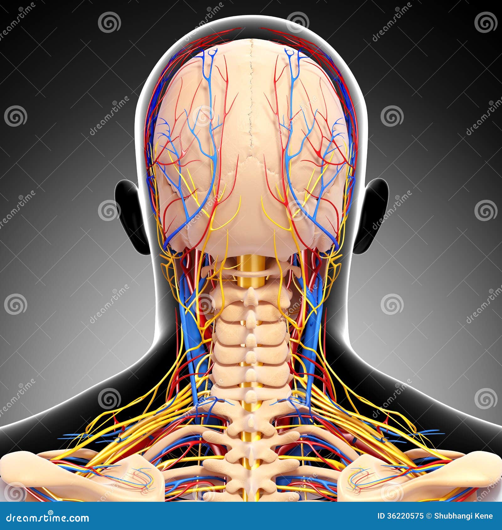 Male Head Back View Circulatory System Stock Illustration ...