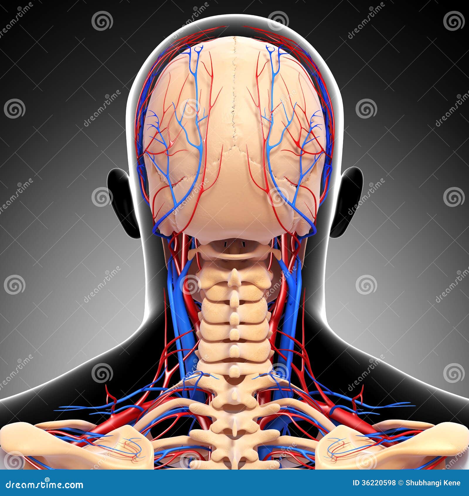 Male Head Back View Circulatory System Stock Illustration ...