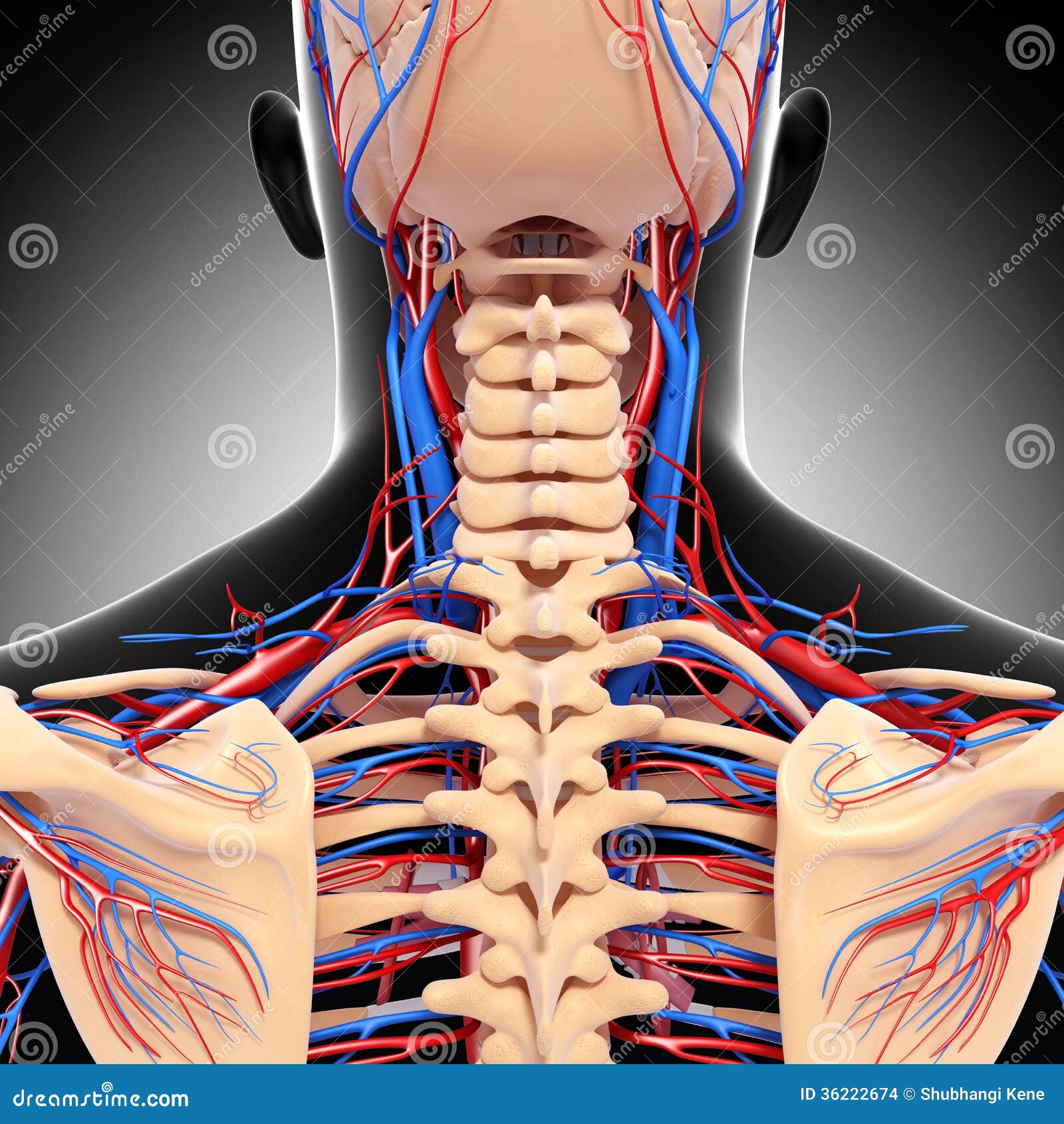 Male Head Back View Circulatory System in Gray Stock Illustration ...