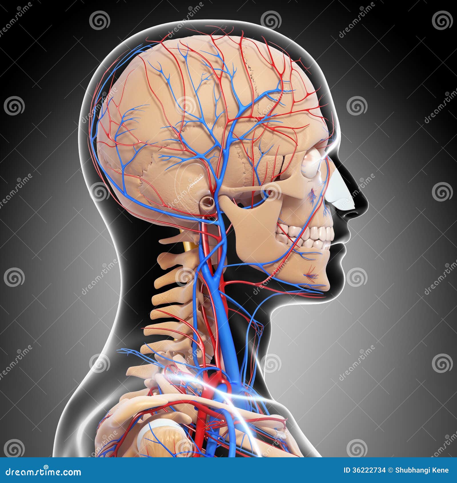 Male Head Back View Circulatory System in Gray Stock Illustration ...