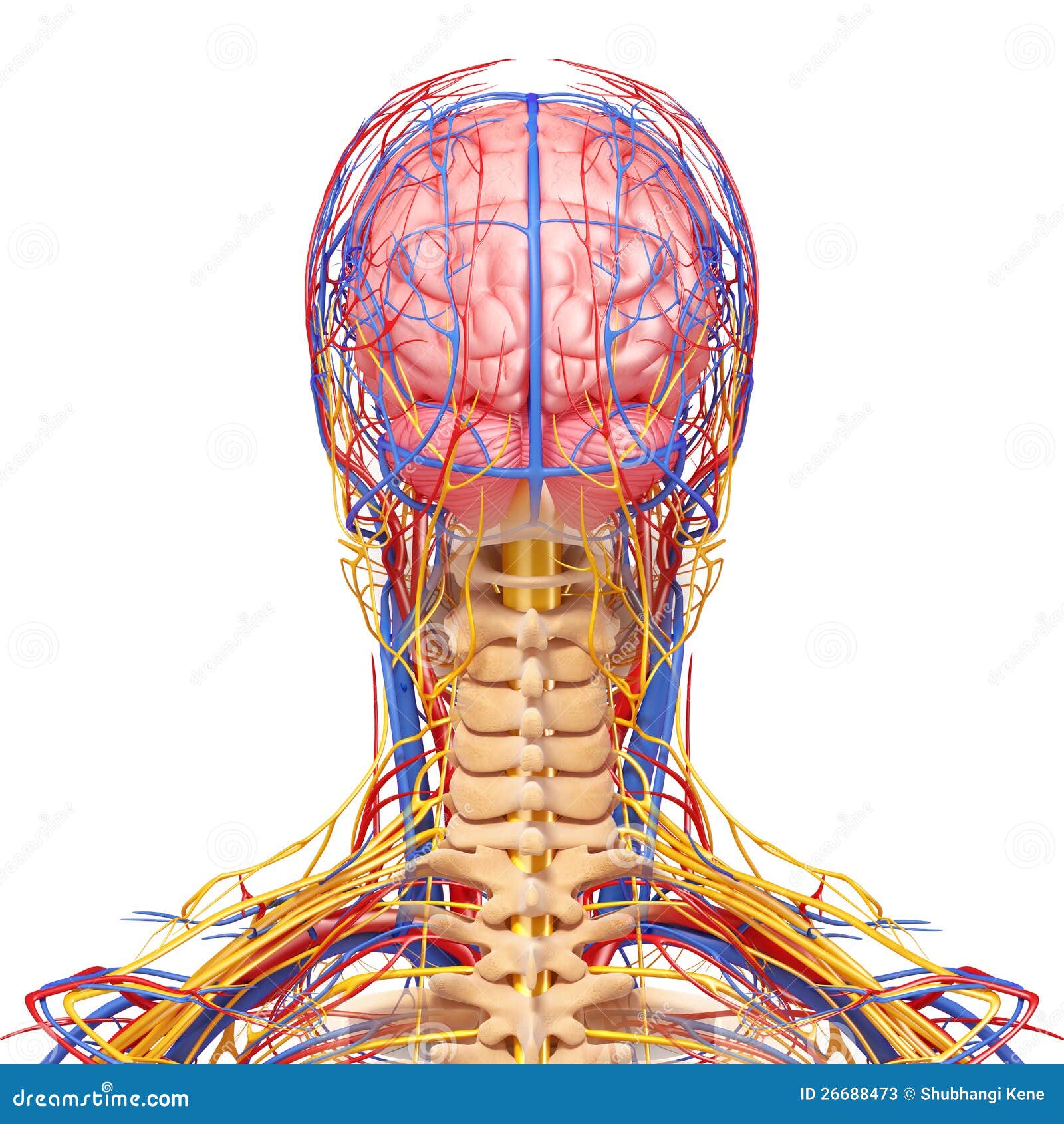 Male Head Nervous and Circulatory System in Gray Stock Illustration ...